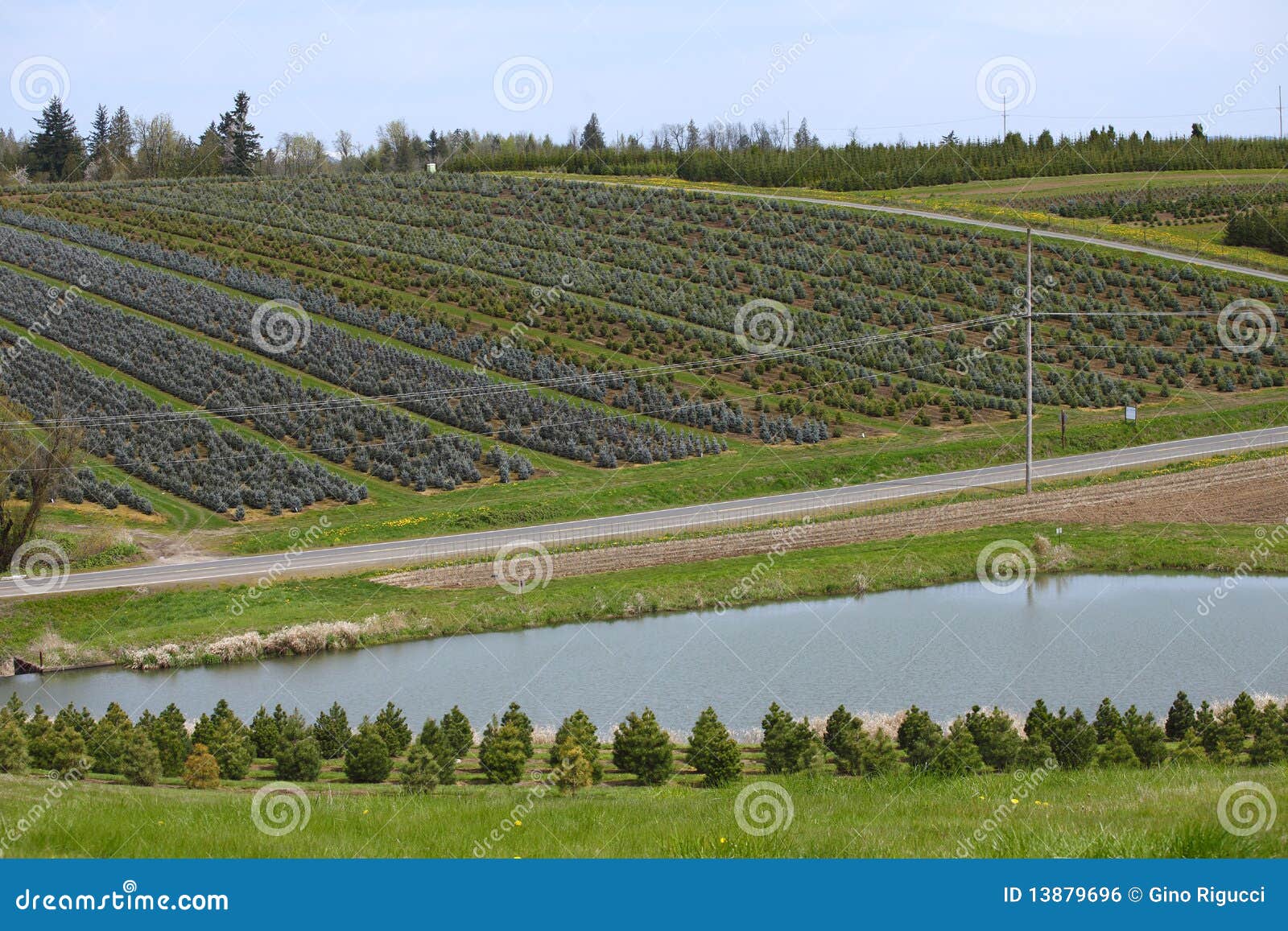 Tree farming. stock photo. Image of pine, field, dirt - 13879696