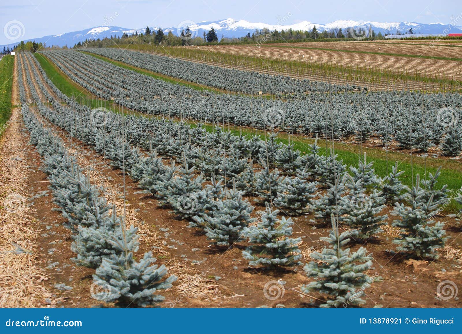 Tree farming & field. stock image. Image of growing - 13878921
