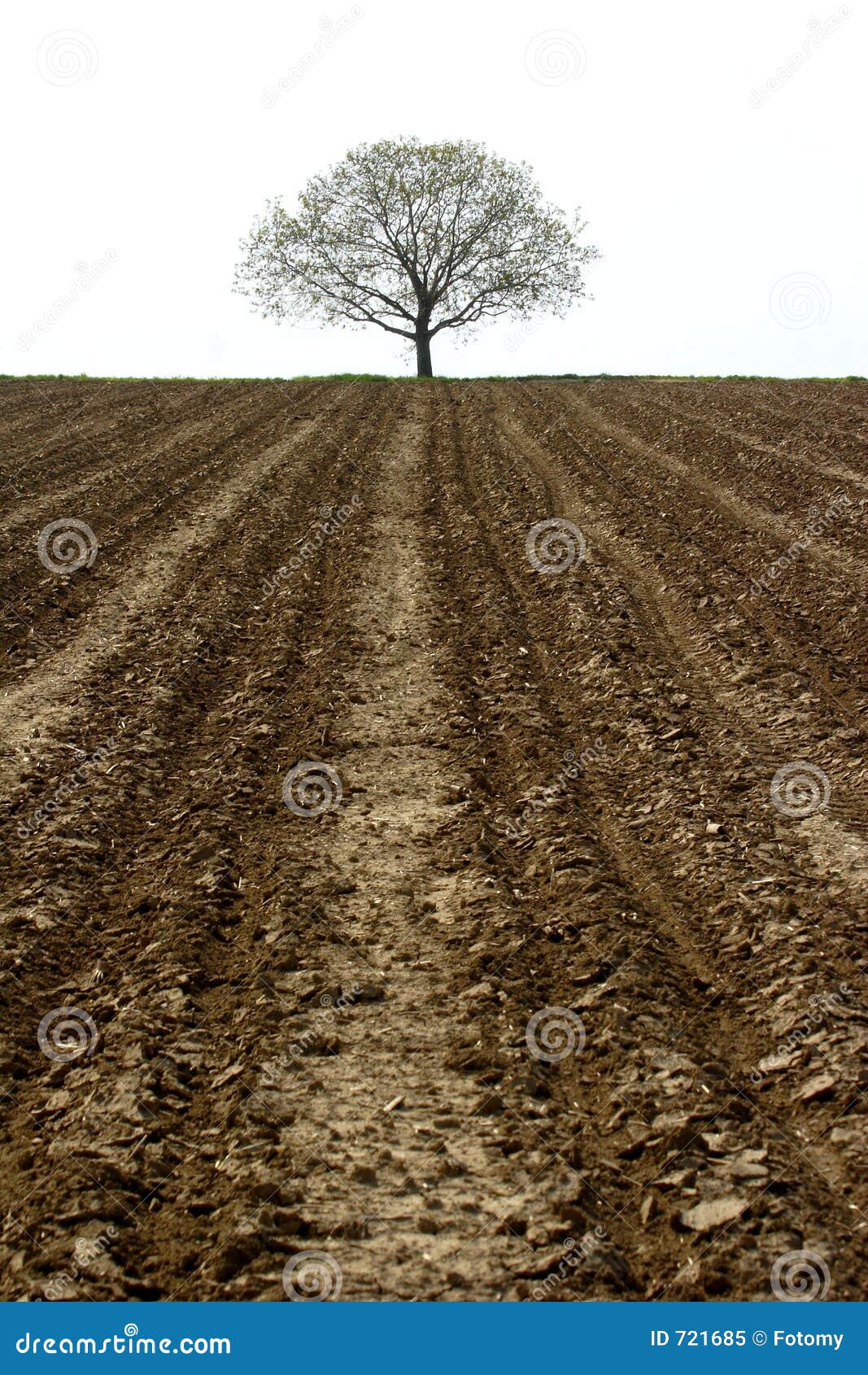 Tree and farmland stock image. Image of foliage, grow, agriculture - 721685