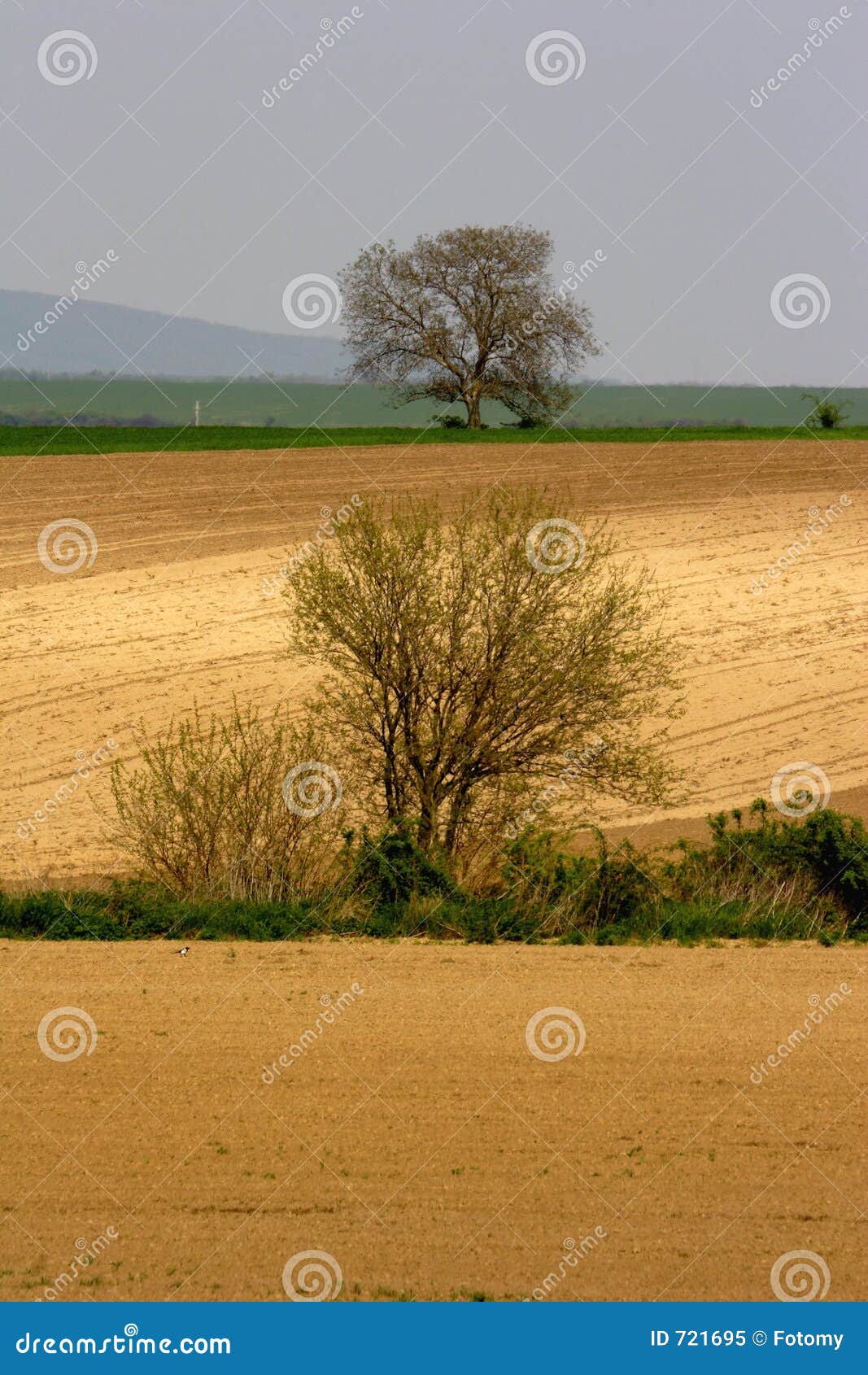 Tree and farmland stock image. Image of landscape, color - 721695