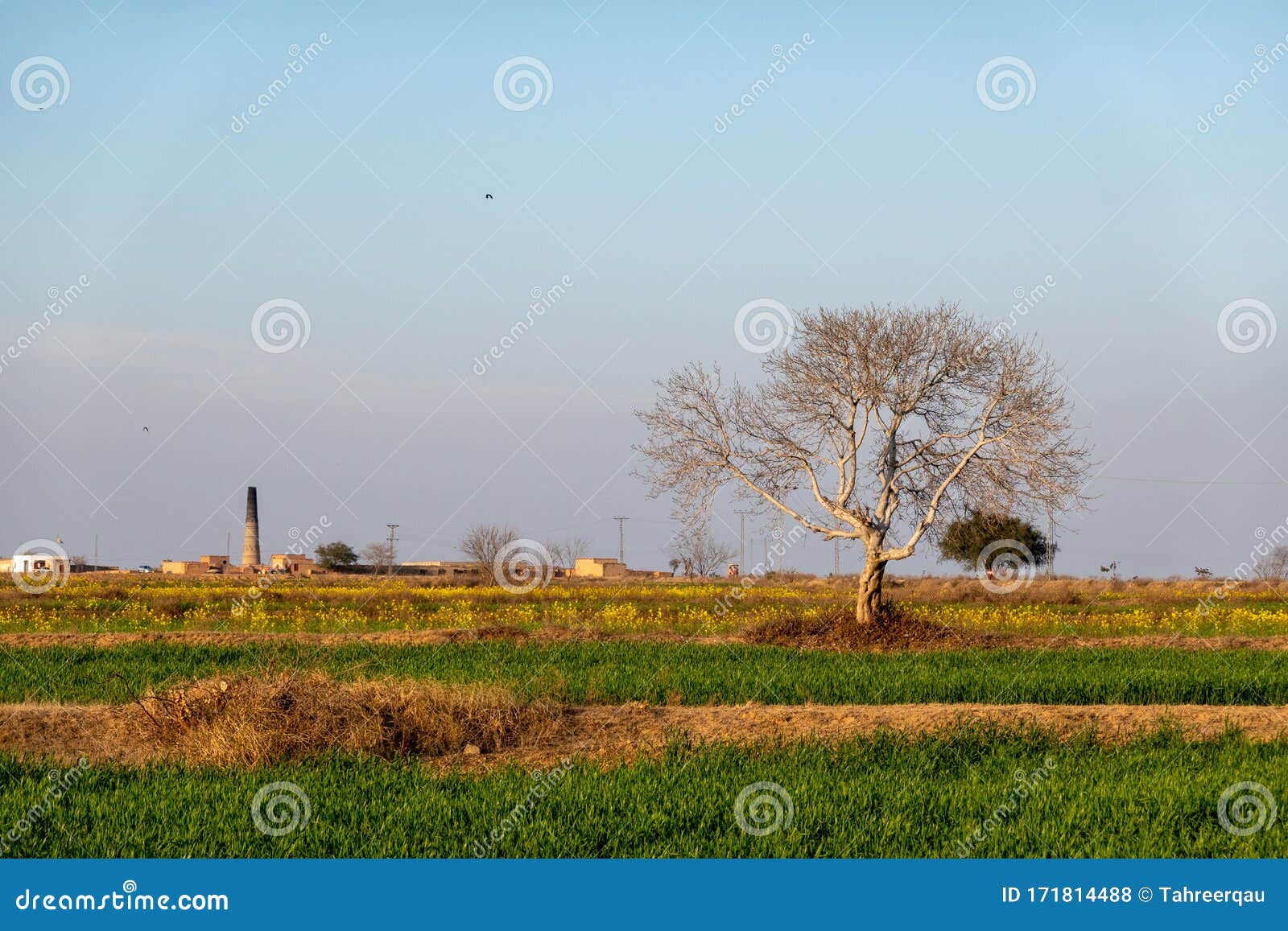 A tree in the farms stock photo. Image of autumn, winter - 171814488