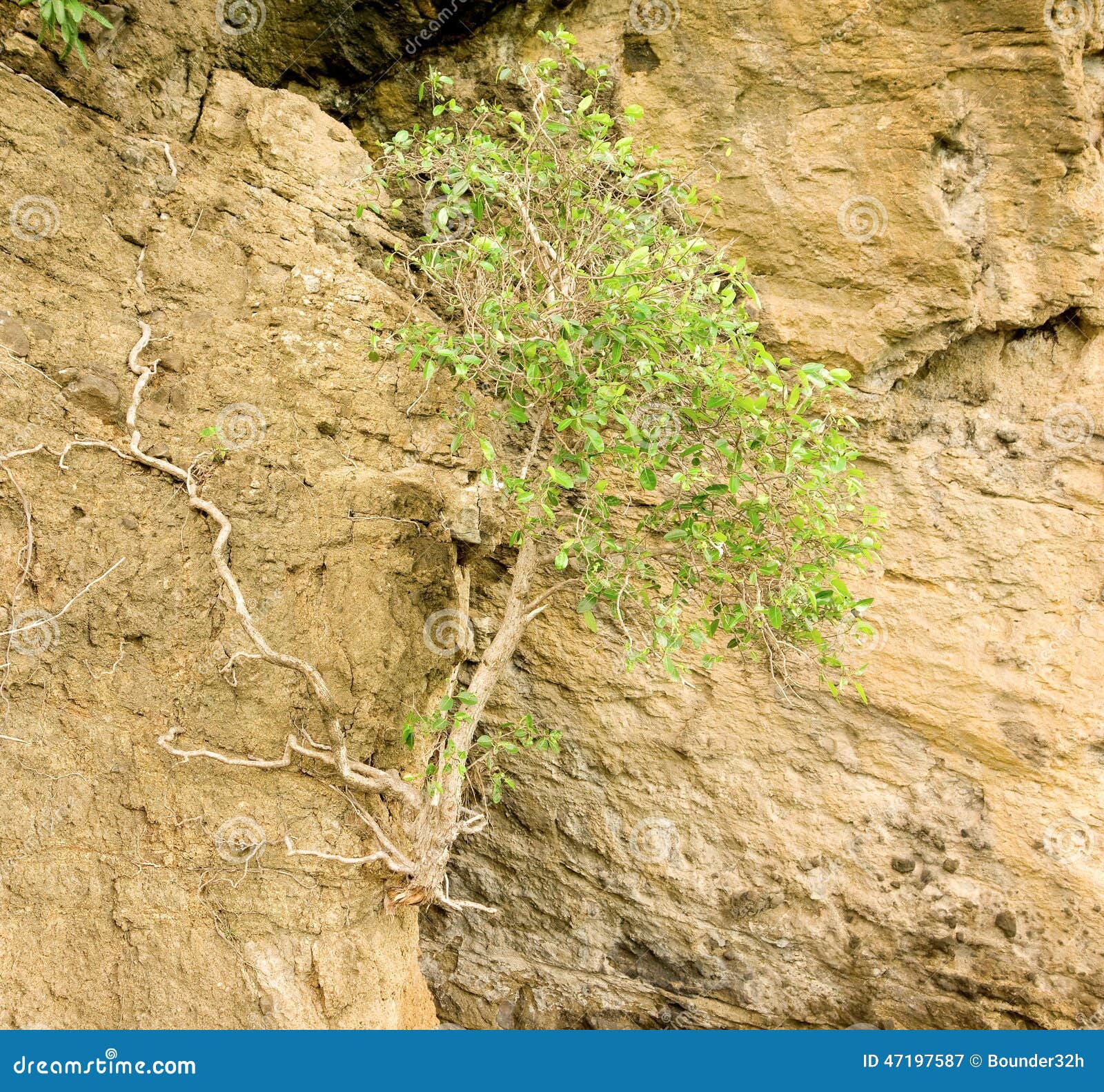 A Tree with a Fascinating Root Stock Image - Image of bequia, tropics ...