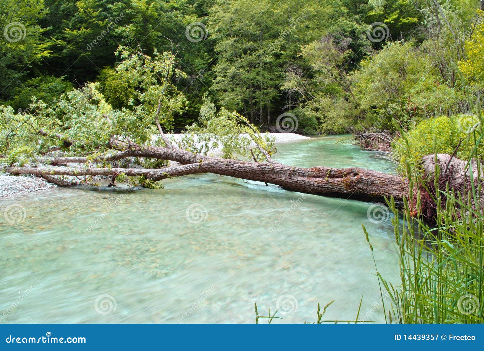 Tree fell stock image. Image of leaf, foliage, break - 14439357