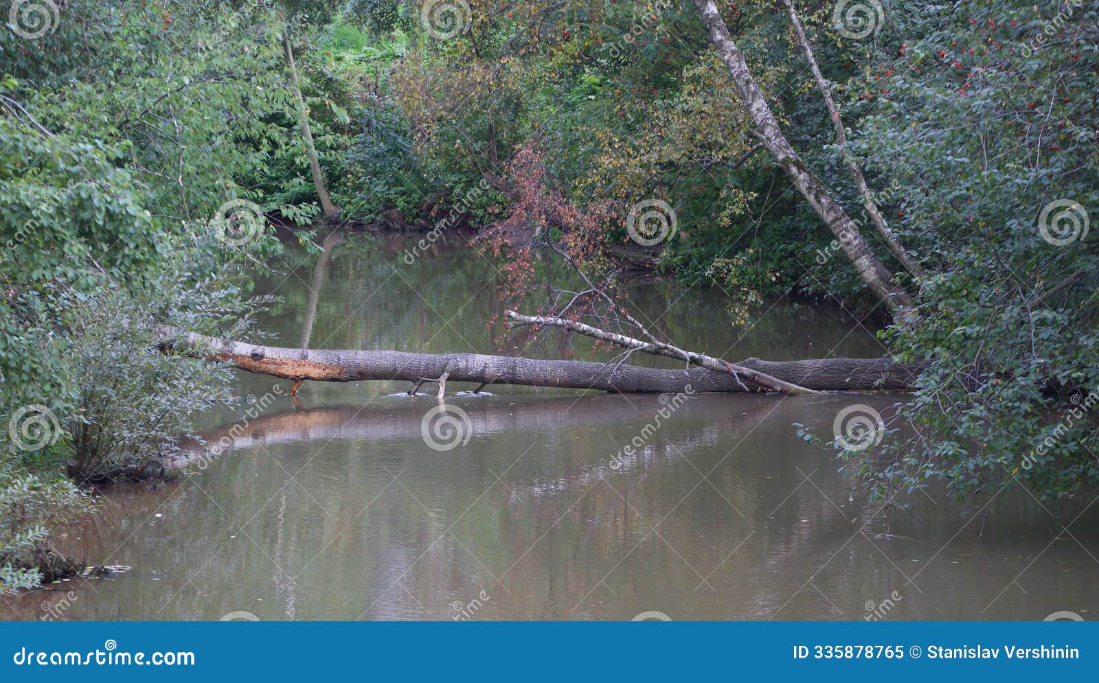 Tree that Fell Across the River in a Forest Park Stock Image - Image of ...