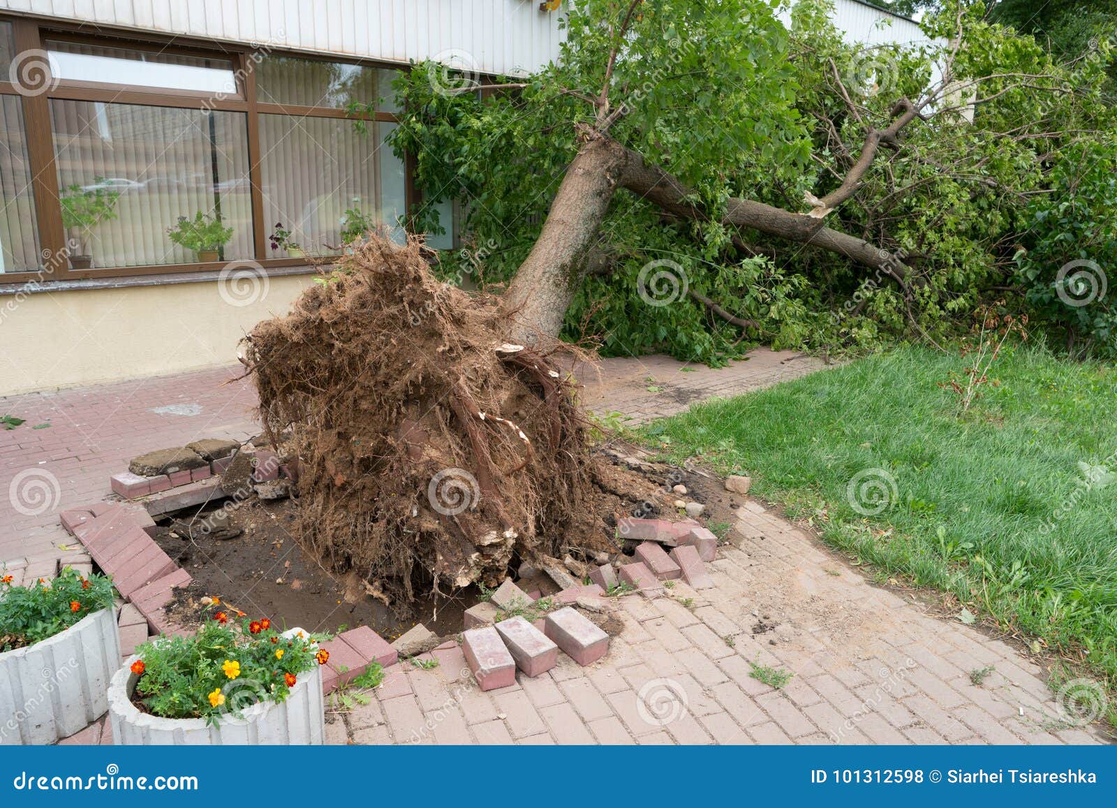 Tree Fell on the Building. Storm in City Stock Photo - Image of weather ...
