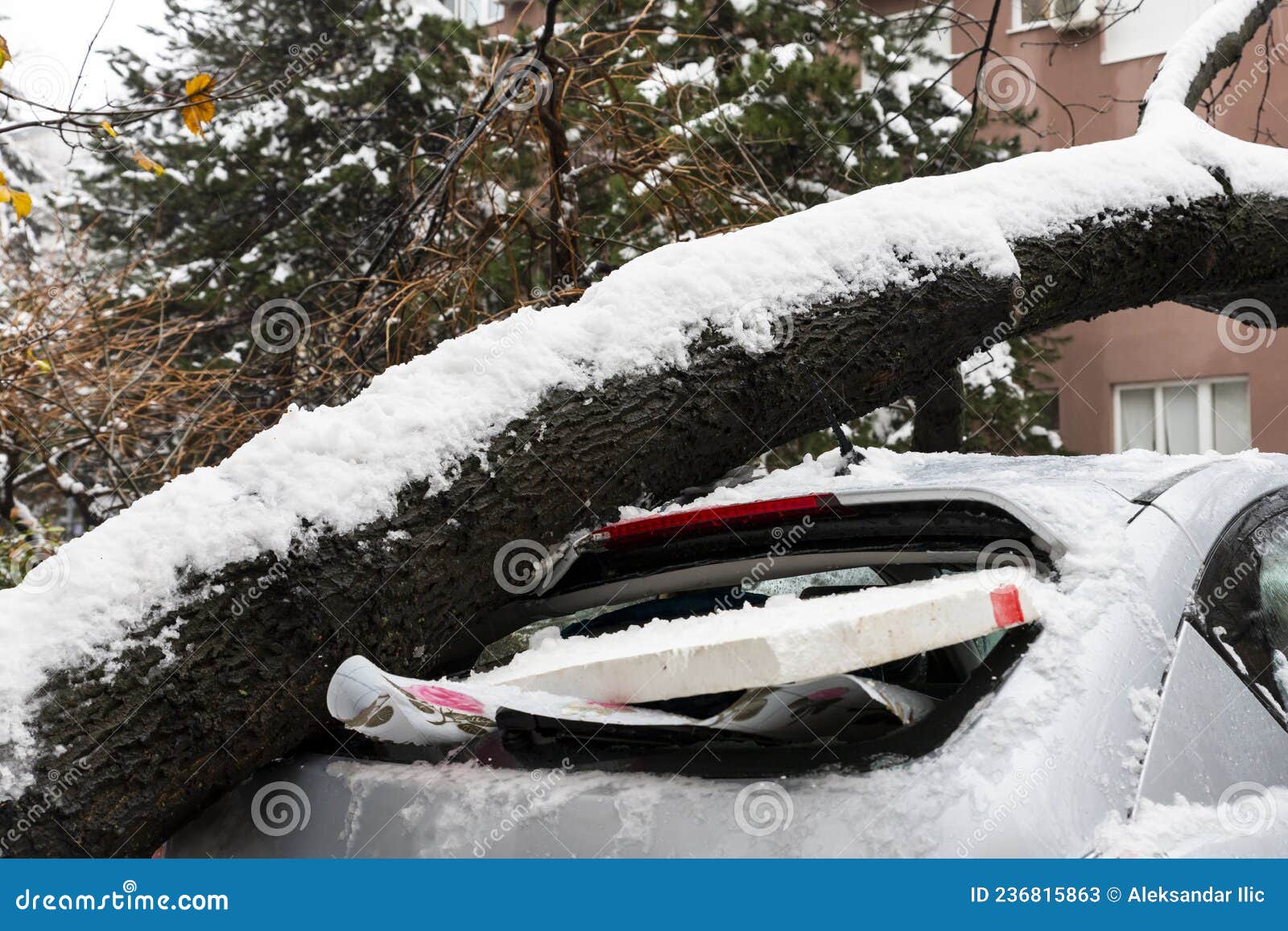Tree Fell on the Car and Crushed it Due To Heavy Snow Storm Stock Image ...