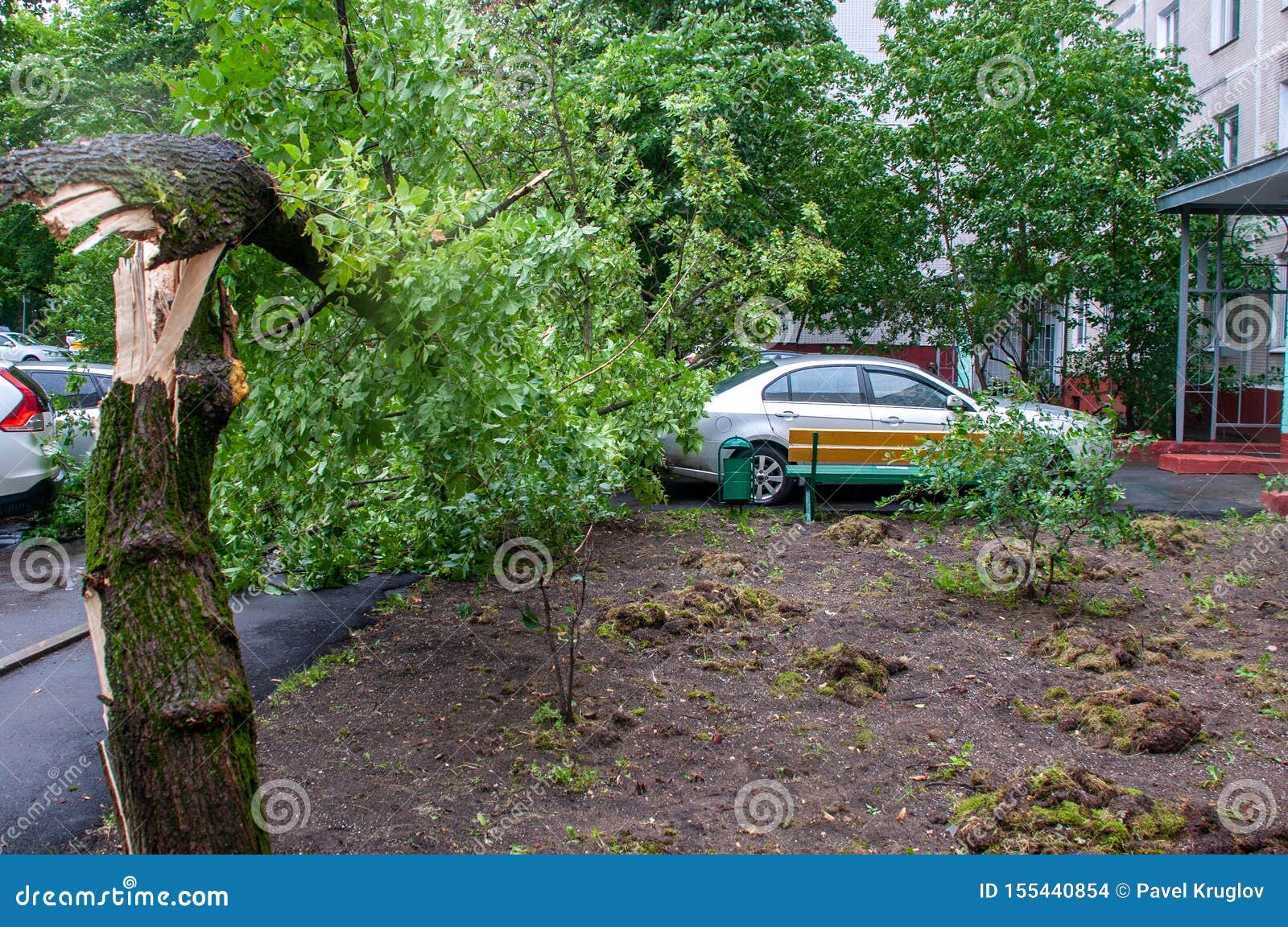 A Tree Fell on a Car during a Hurricane Stock Photo - Image of ...