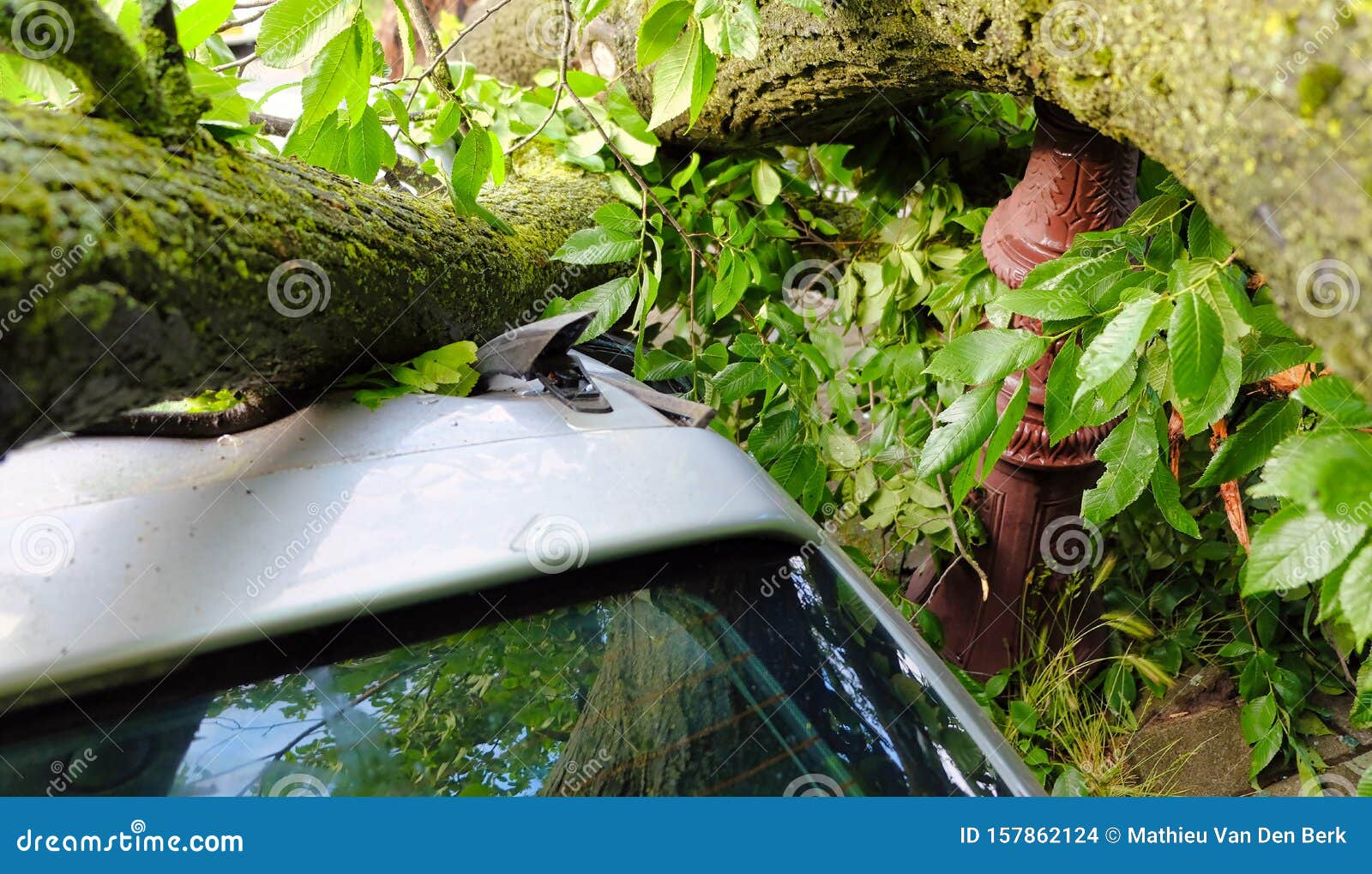 A Tree Fell on a Car during a Hurricane. Broken Tree on a Car Close-up ...
