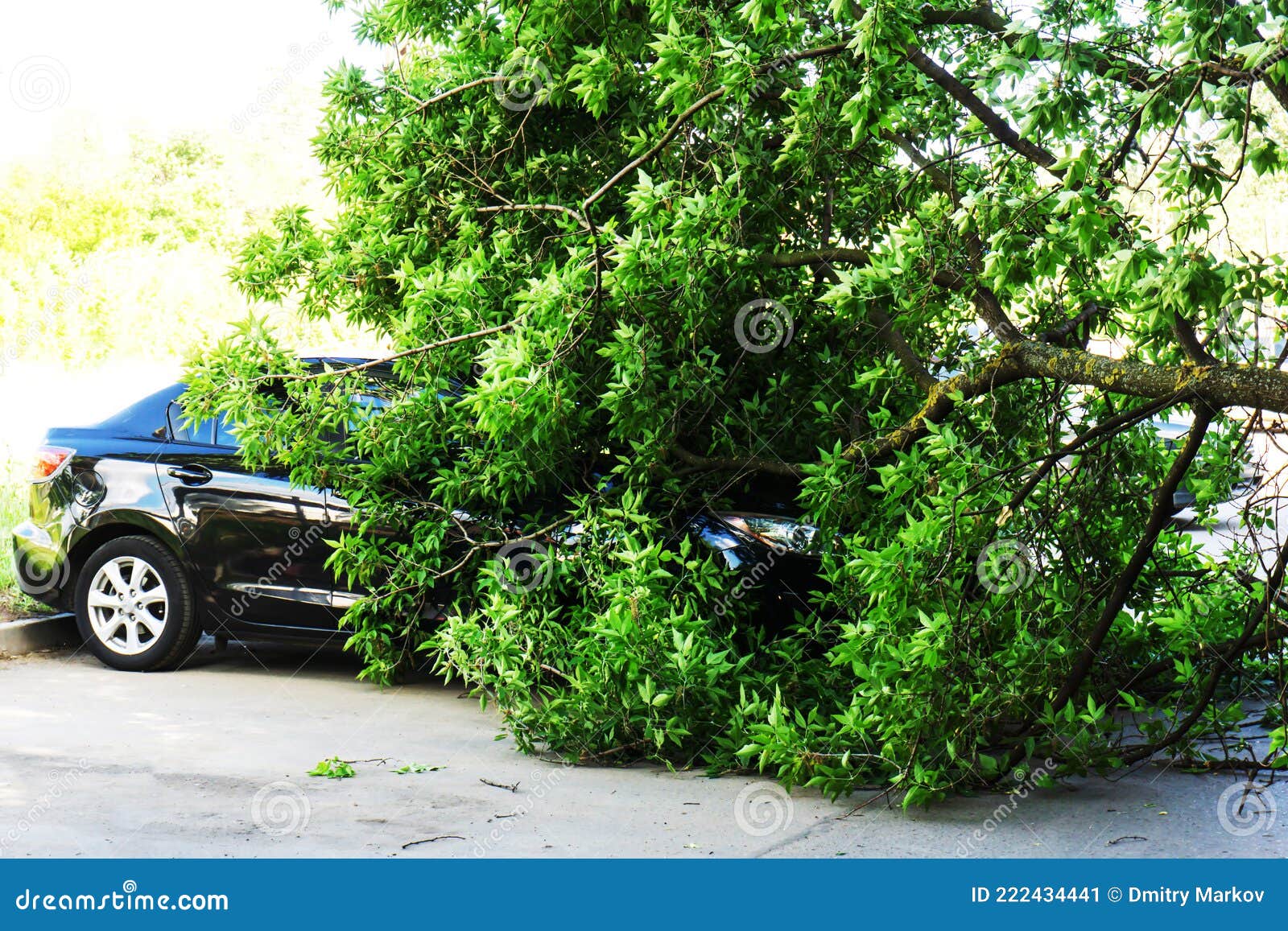 A Tree that Fell on a Car during a Hurricane. Destruction after Tornado ...