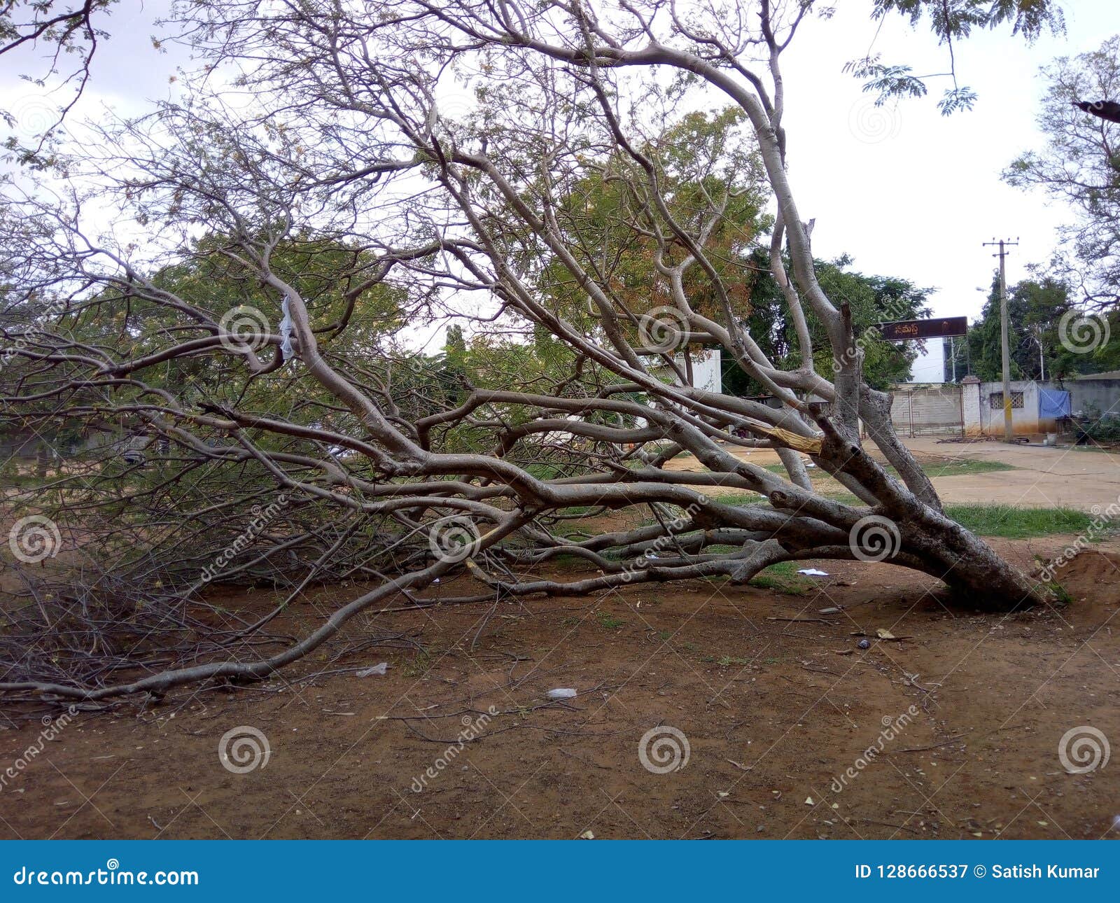 Tree Fell Down stock image. Image of fallen, tree, fell - 128666537