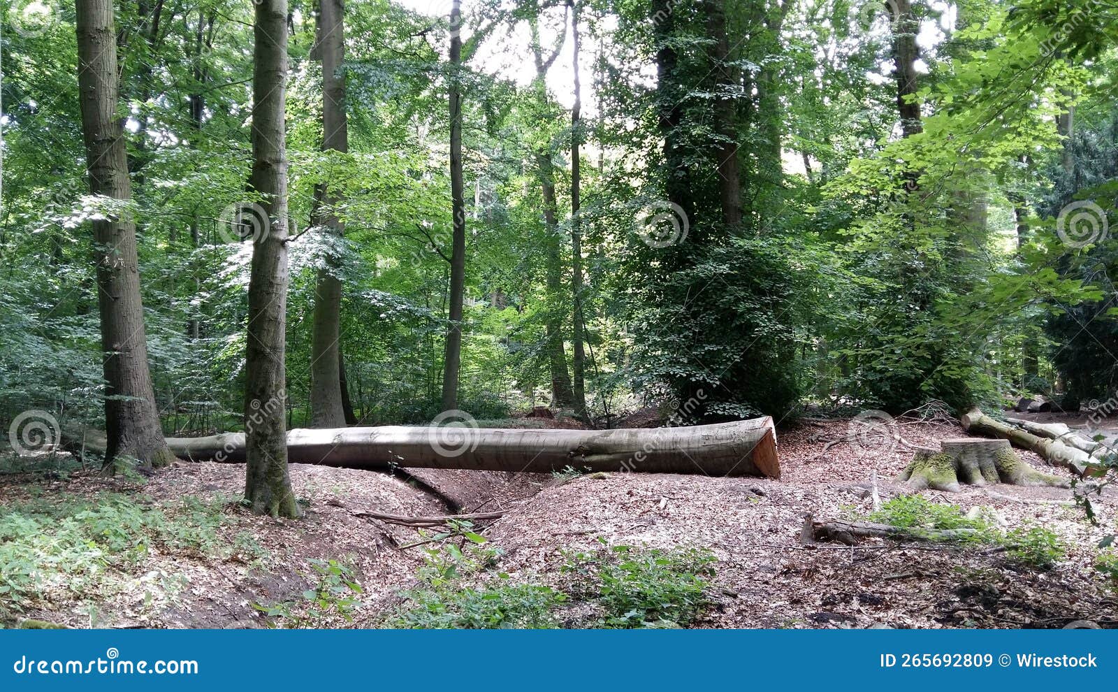 A Tree Fell Down in the Forest Stock Image - Image of rural, europe ...