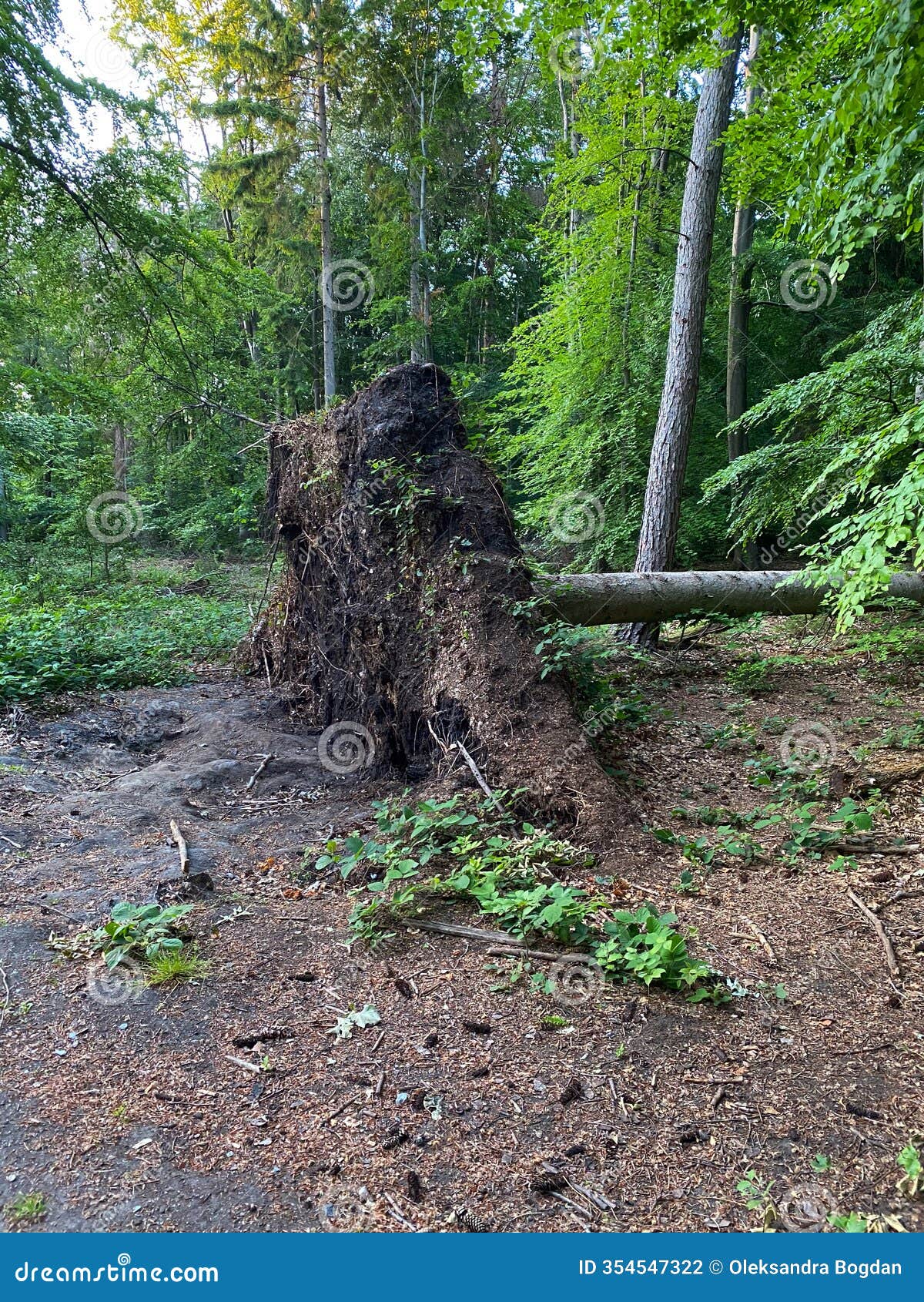 The Tree Fell Down with Its Roots Stock Photo - Image of woodland ...