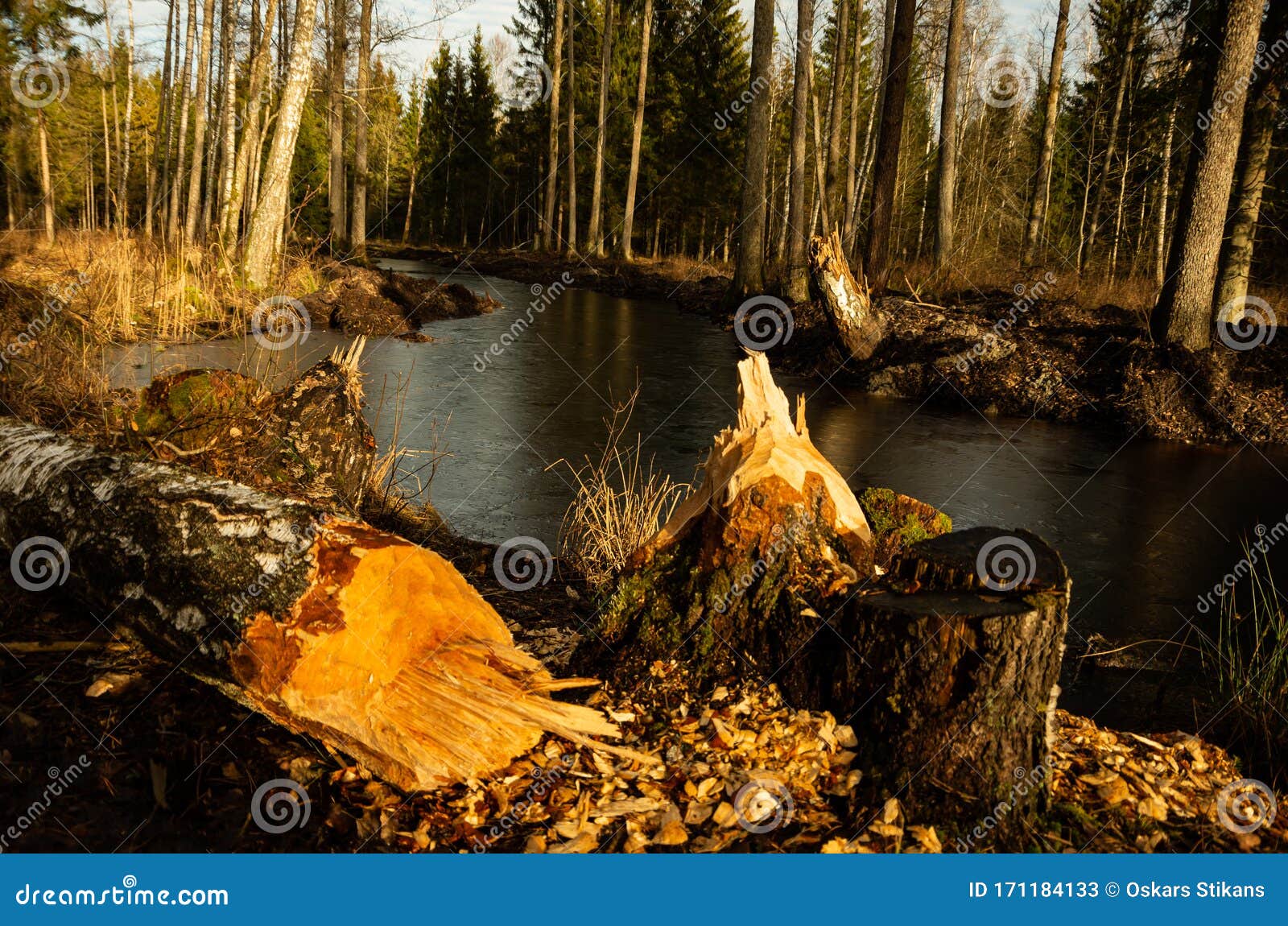 Tree Fell in the Forest, River, Beaver Stock Image - Image of river ...