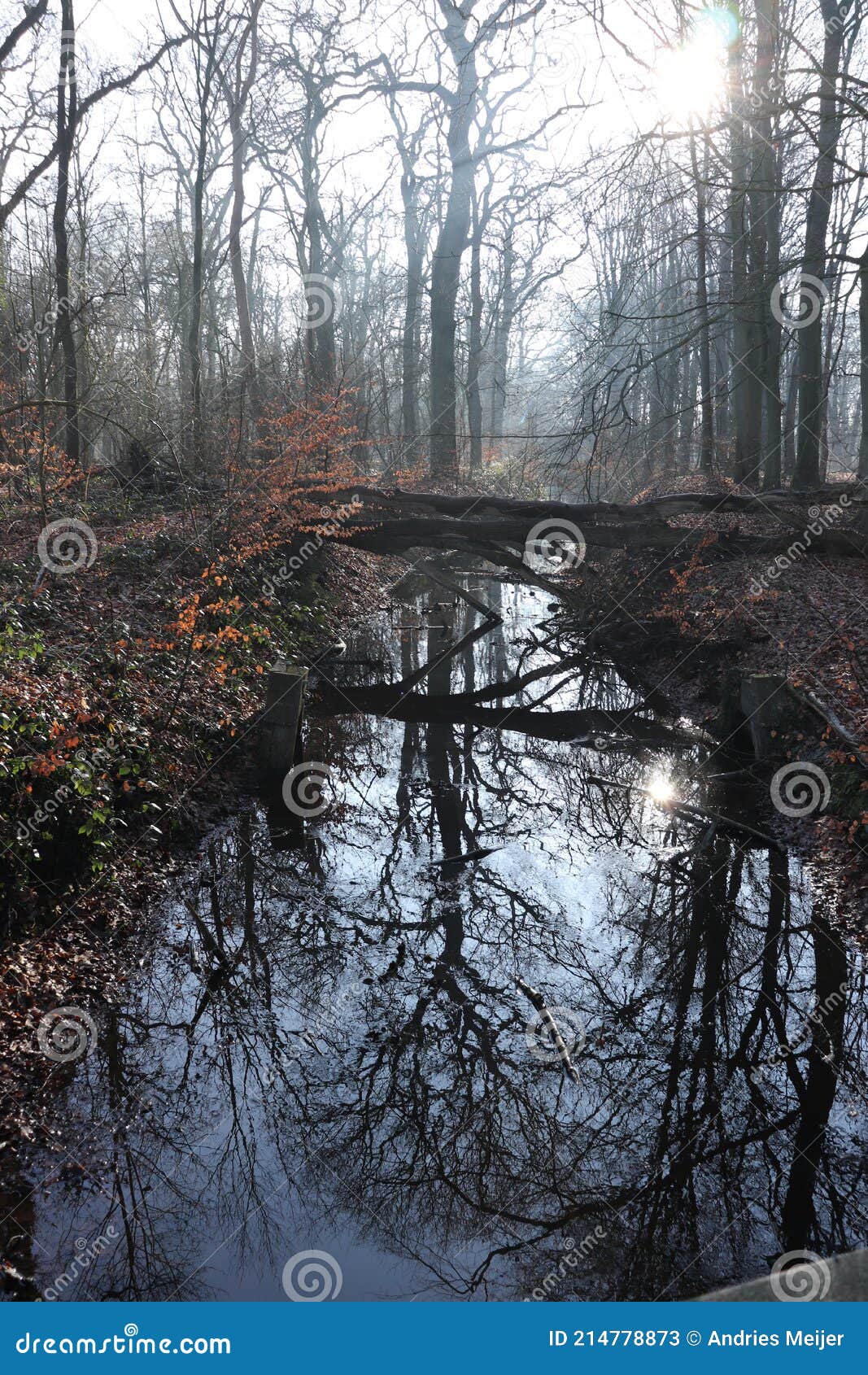 Tree that Fell Over a Ditch Stock Image - Image of fell, ditch: 214778873
