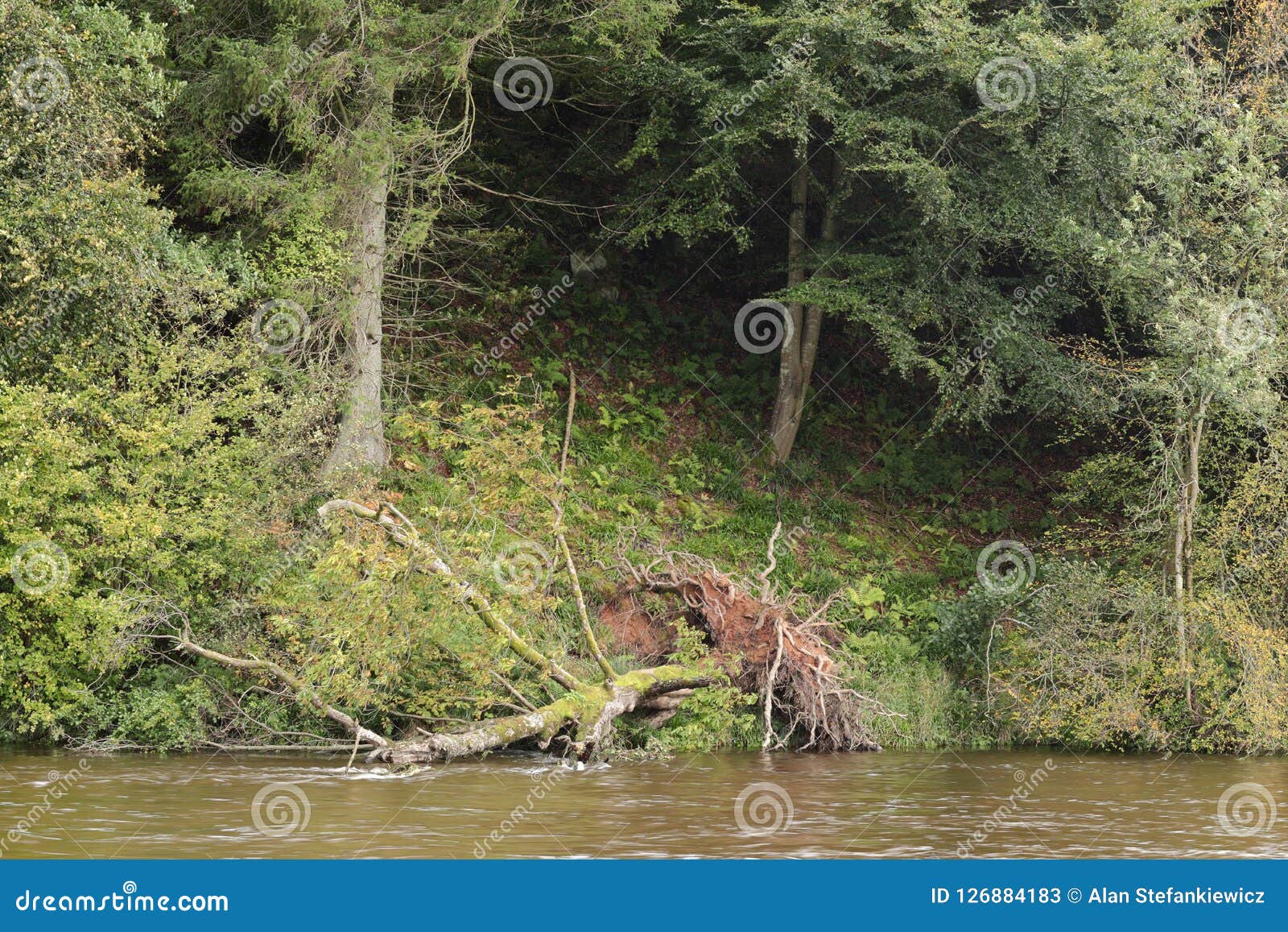 Tree fell into the river stock image. Image of closeup - 126884183
