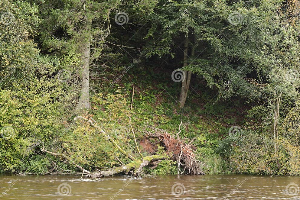 Tree fell into the river stock image. Image of closeup - 126884183