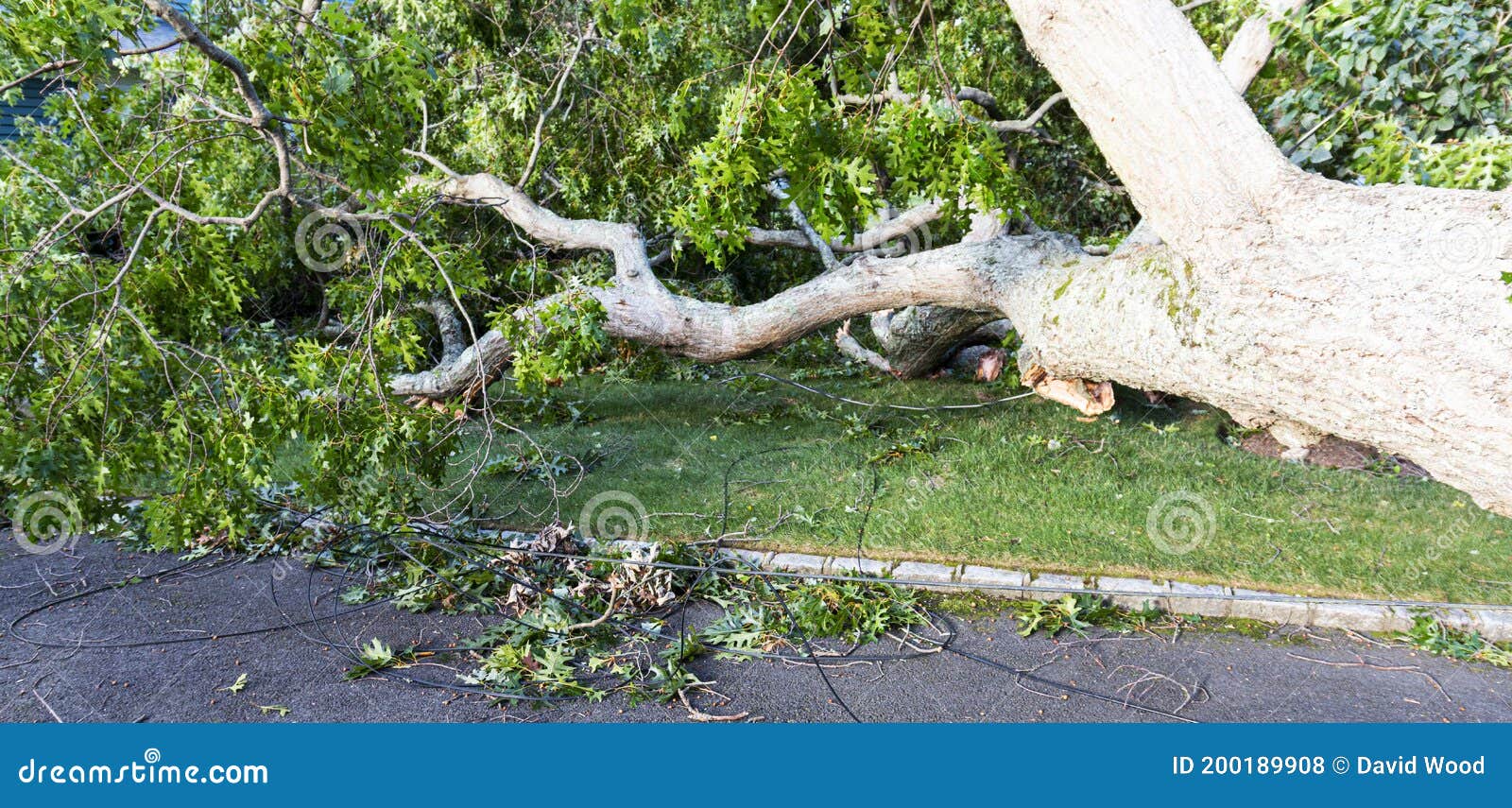 Tree that Fell during Storm with Electic Wires Entangled and Pulled ...