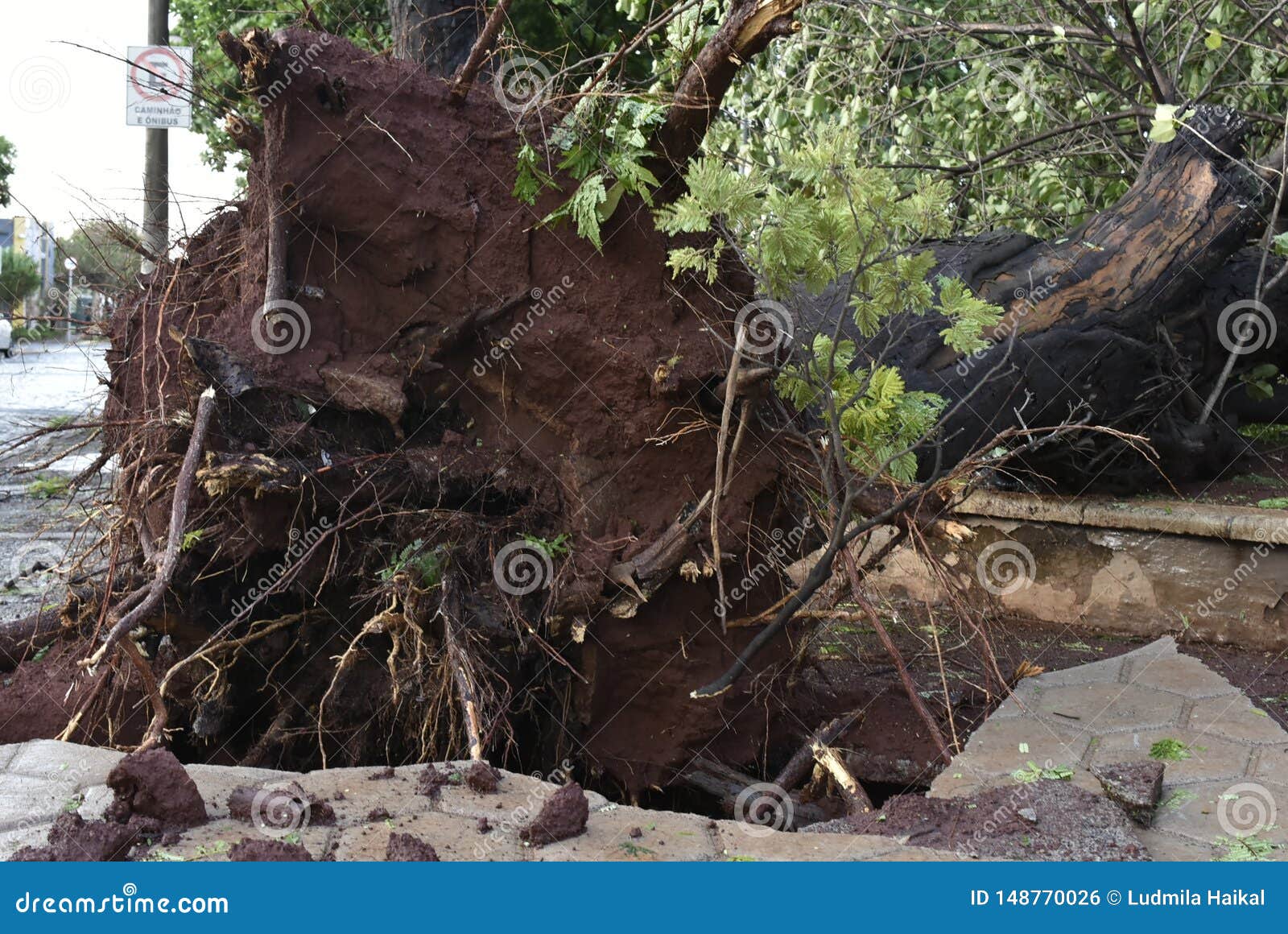 Tree that Fell after a Storm in the Urban Area. Old Tree Trunk Fallen ...