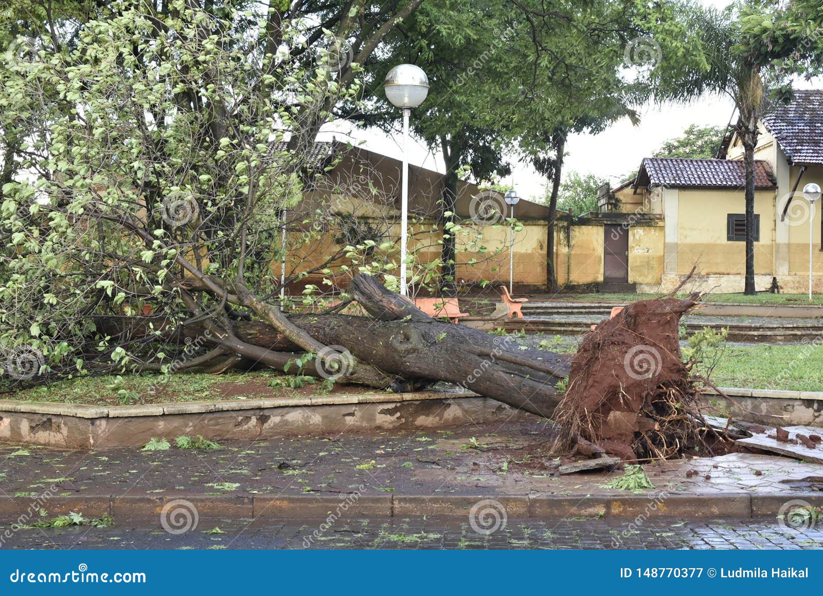 Tree that Fell after a Storm in the Urban Area. Old Tree Trunk Fallen ...