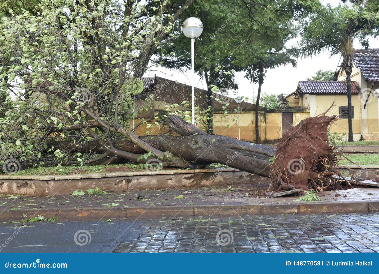 Tree that Fell after a Storm in the Urban Area. Old Tree Trunk Fallen ...