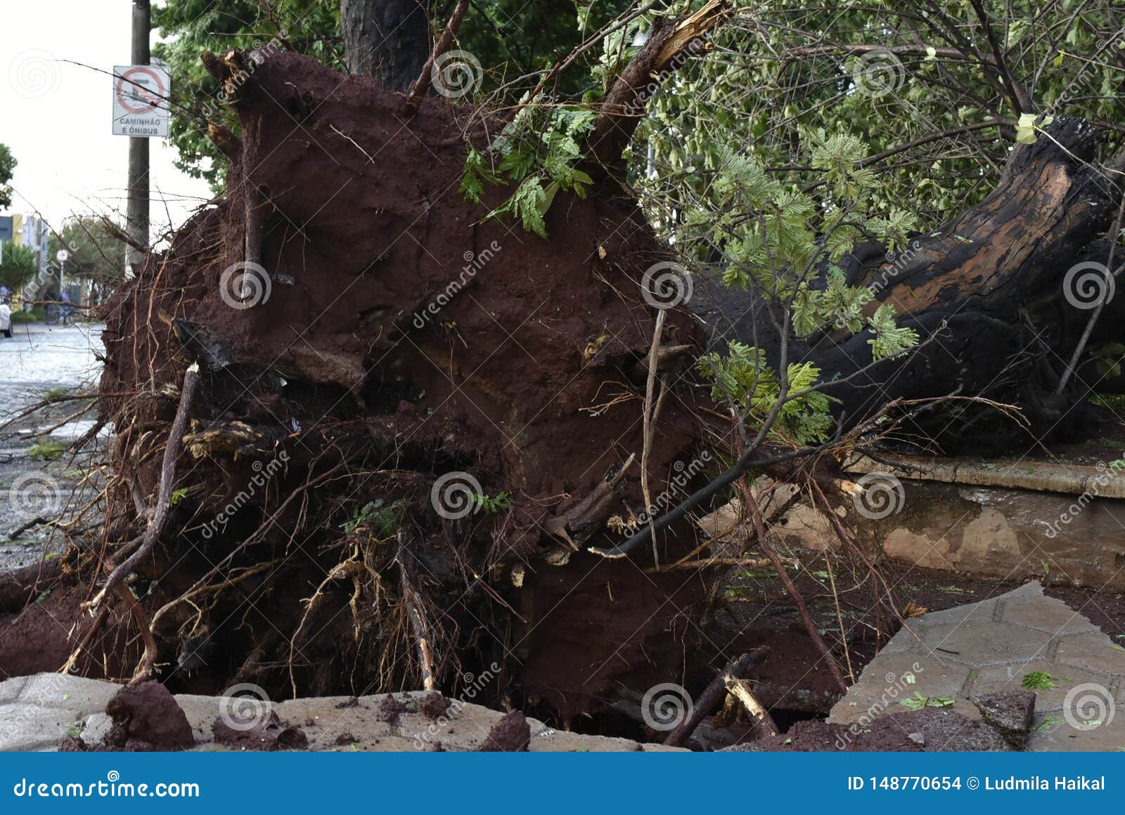Tree that Fell after a Storm in the Urban Area. Old Tree Trunk Fallen ...