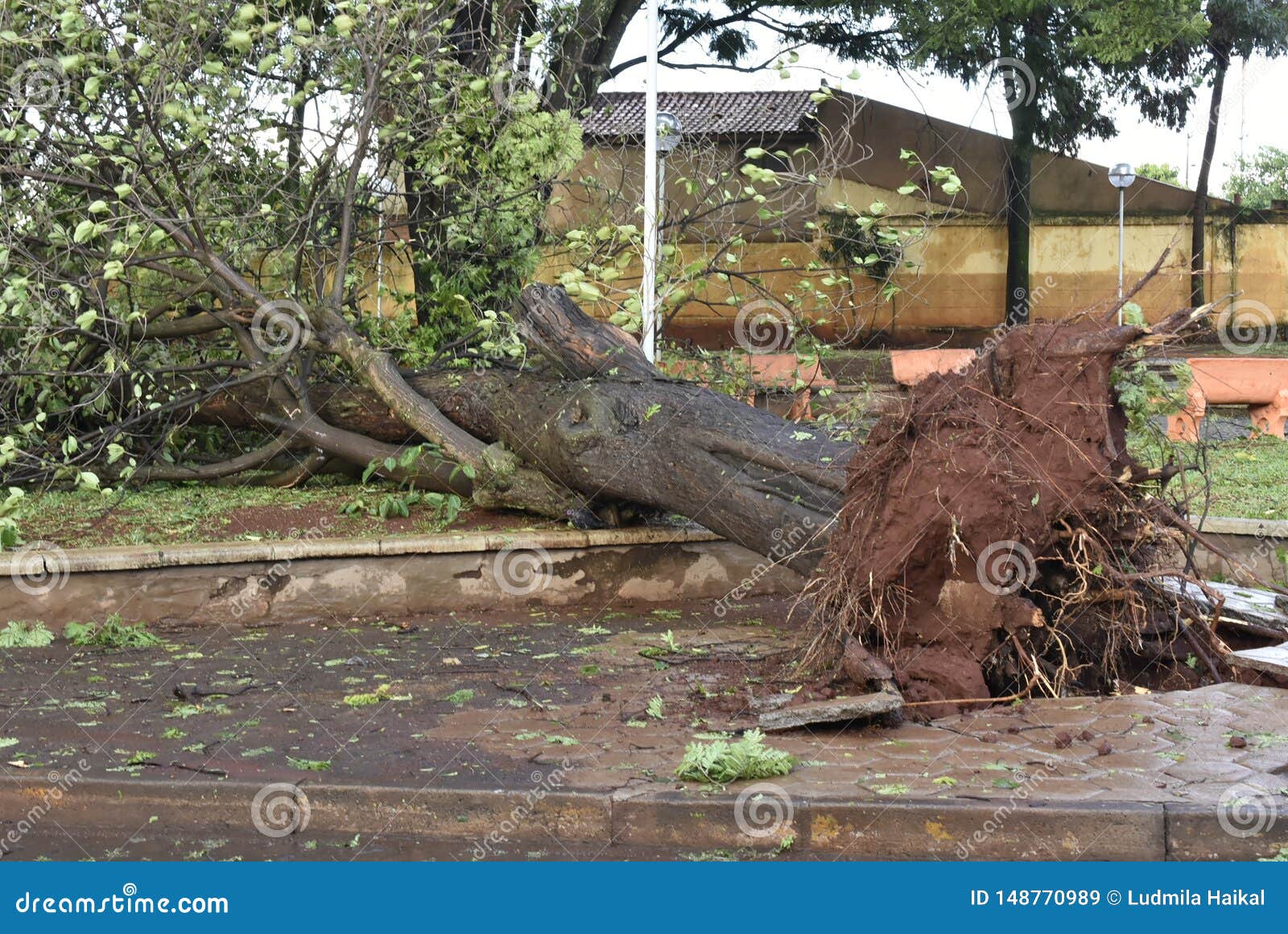Tree that Fell after a Storm in the Urban Area. Old Tree Trunk Fallen ...