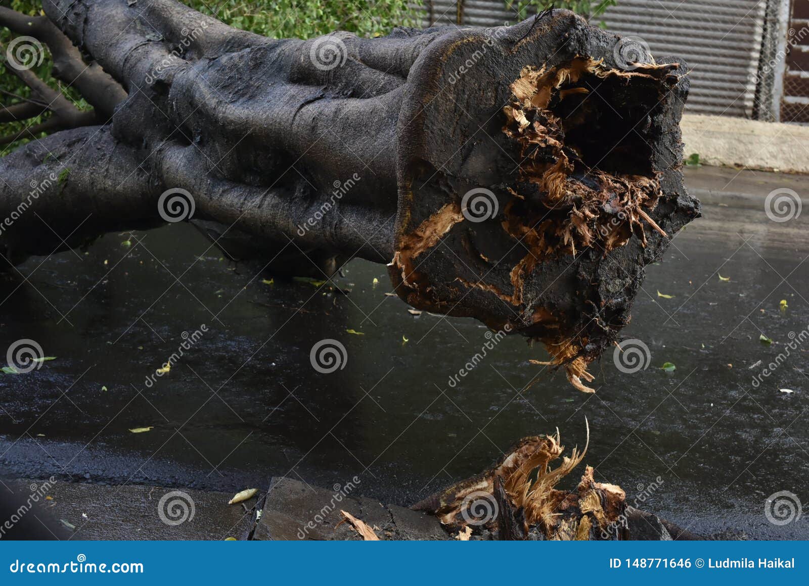 Tree that Fell after a Storm in the Urban Area. Old Tree Trunk Fallen ...