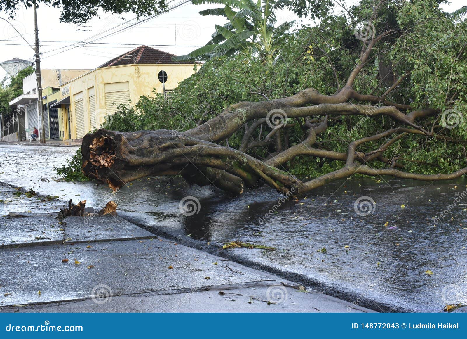 Tree that Fell after a Storm in the Urban Area. Old Tree Trunk Fallen ...