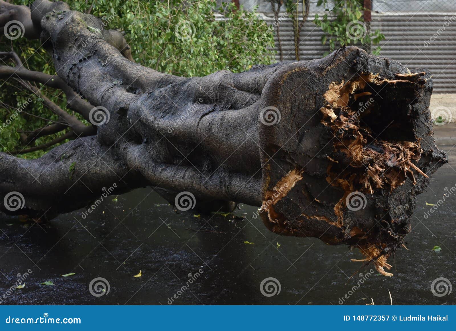 Tree that Fell after a Storm in the Urban Area. Old Tree Trunk Fallen ...