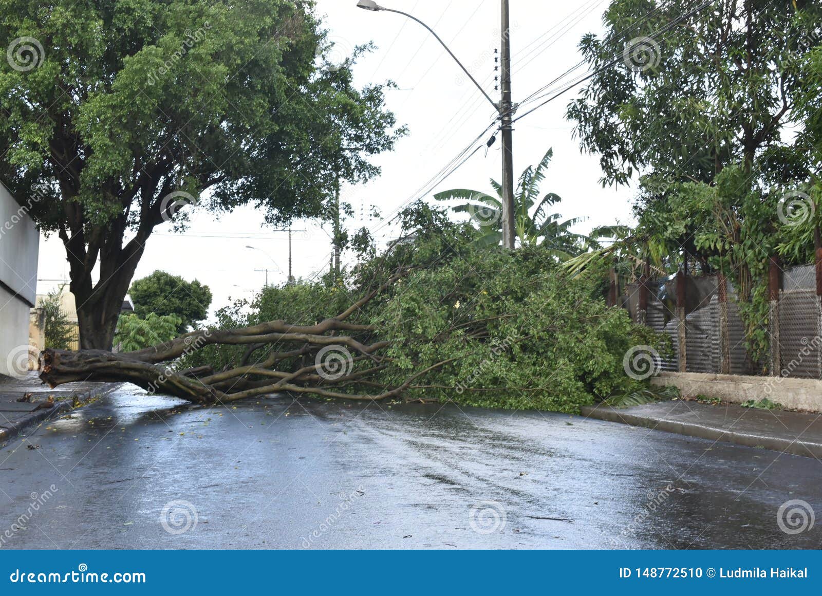 Tree that Fell after a Storm in the Urban Area. Old Tree Trunk Fallen ...