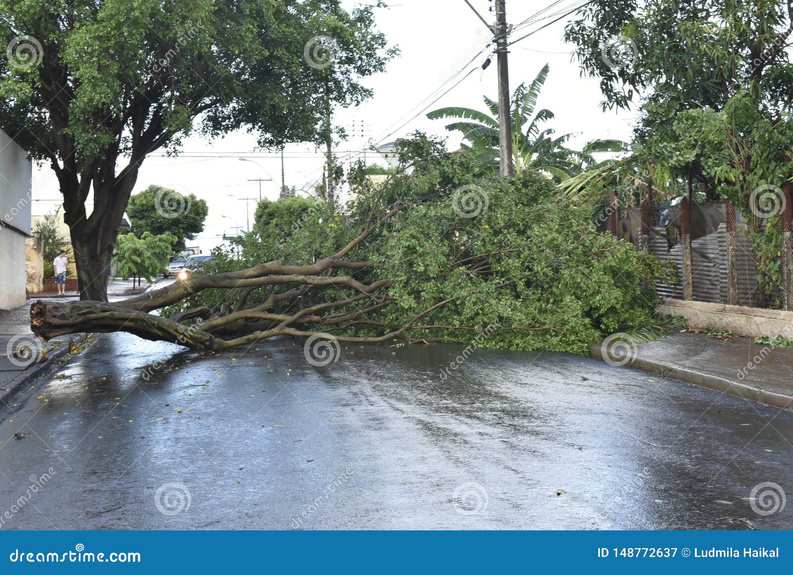 Tree that Fell after a Storm in the Urban Area. Old Tree Trunk Fallen ...