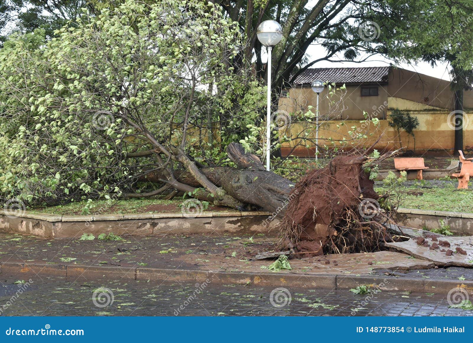 Tree that Fell after a Storm in the Urban Area. Old Tree Trunk Fallen ...