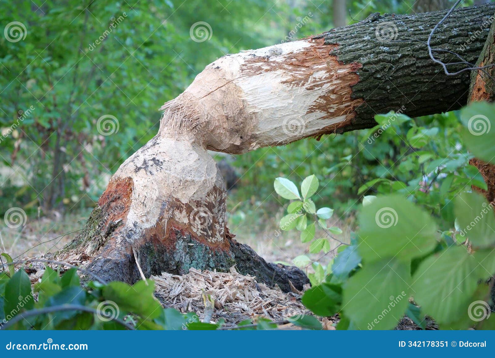 Tree Felled by Beaver. Tree Trunk with Bite Marks of Beavers Stock ...