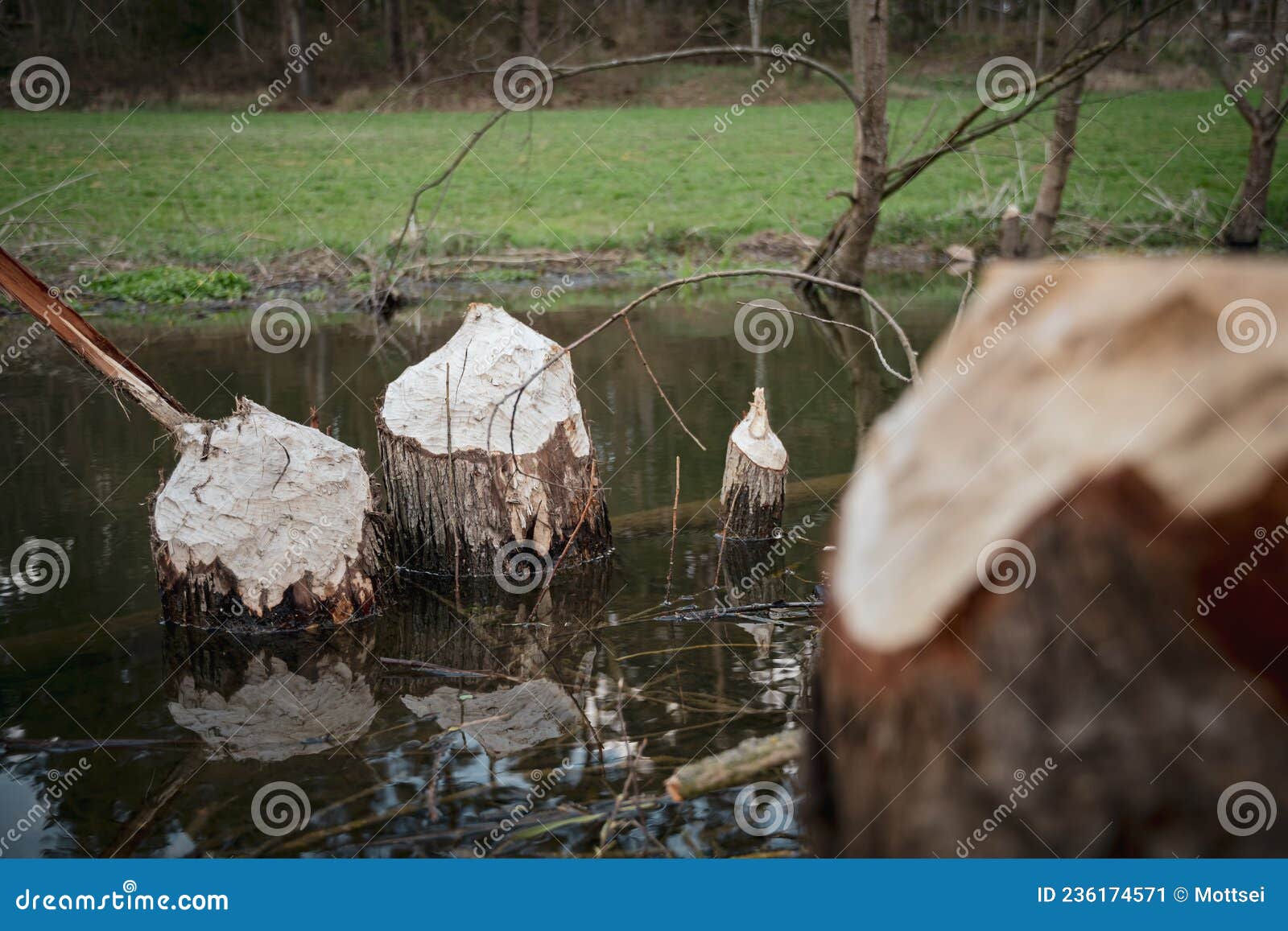 Tree felled by beaver stock image. Image of tree, teeth - 236174571