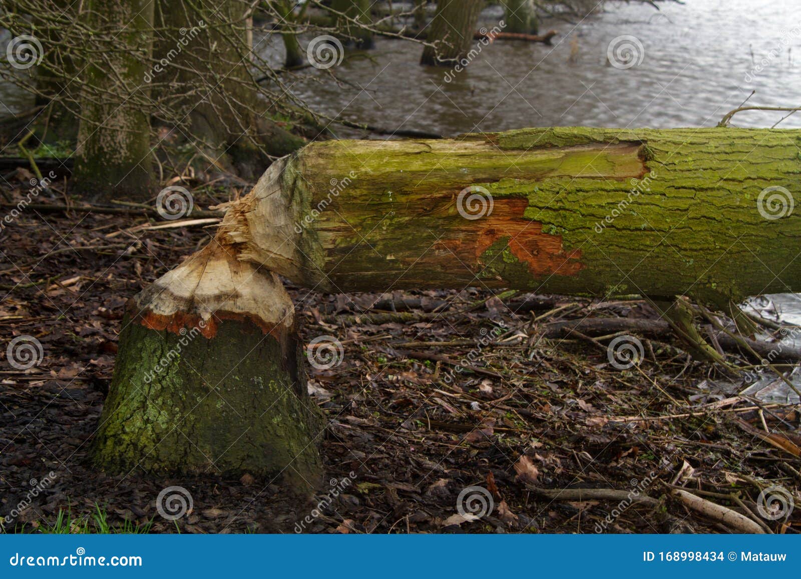 Tree felled by Beaver stock photo. Image of moorland - 168998434