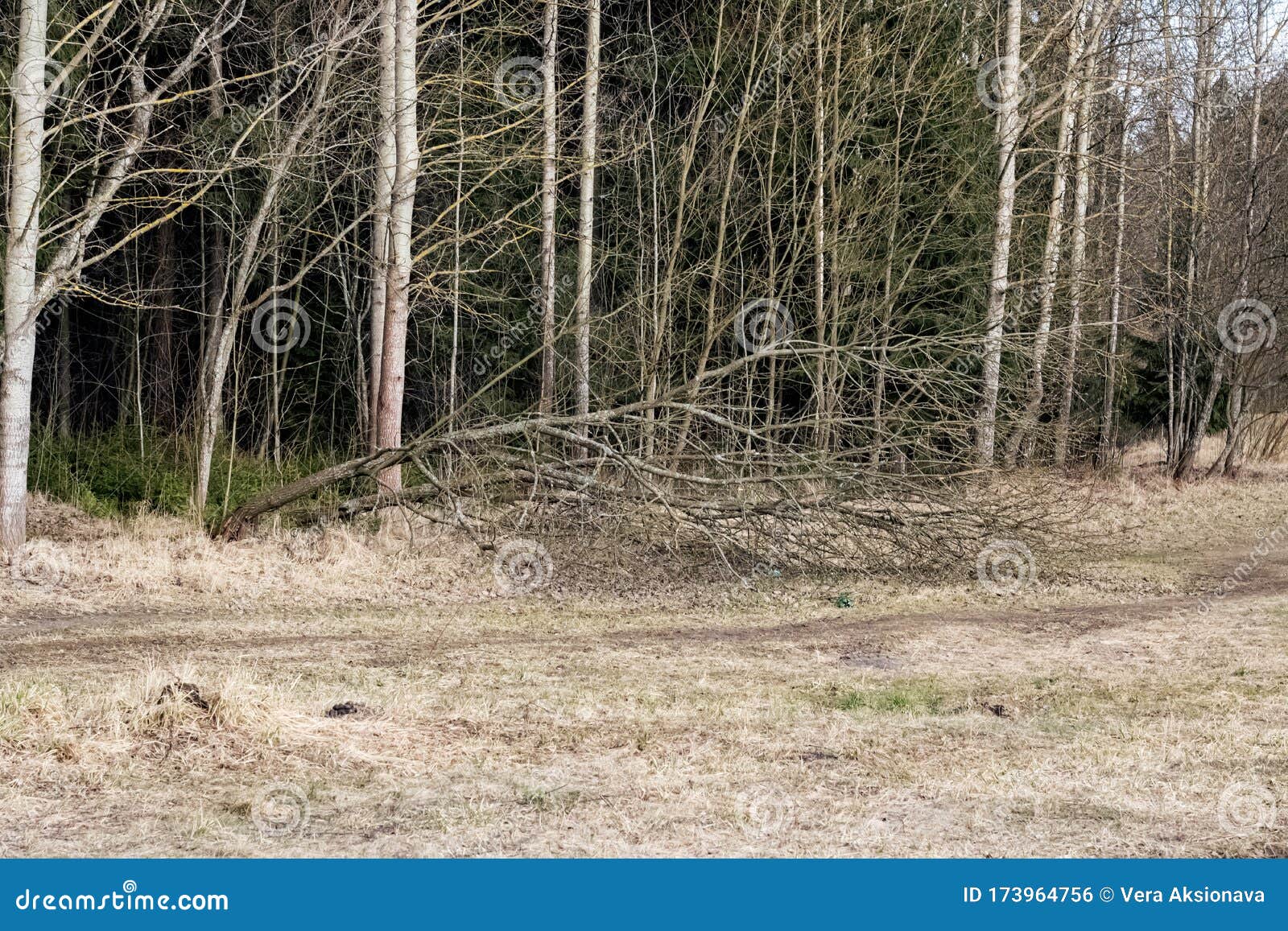 Tree Felled by Wind Near Autumn Forest Stock Photo - Image of color ...