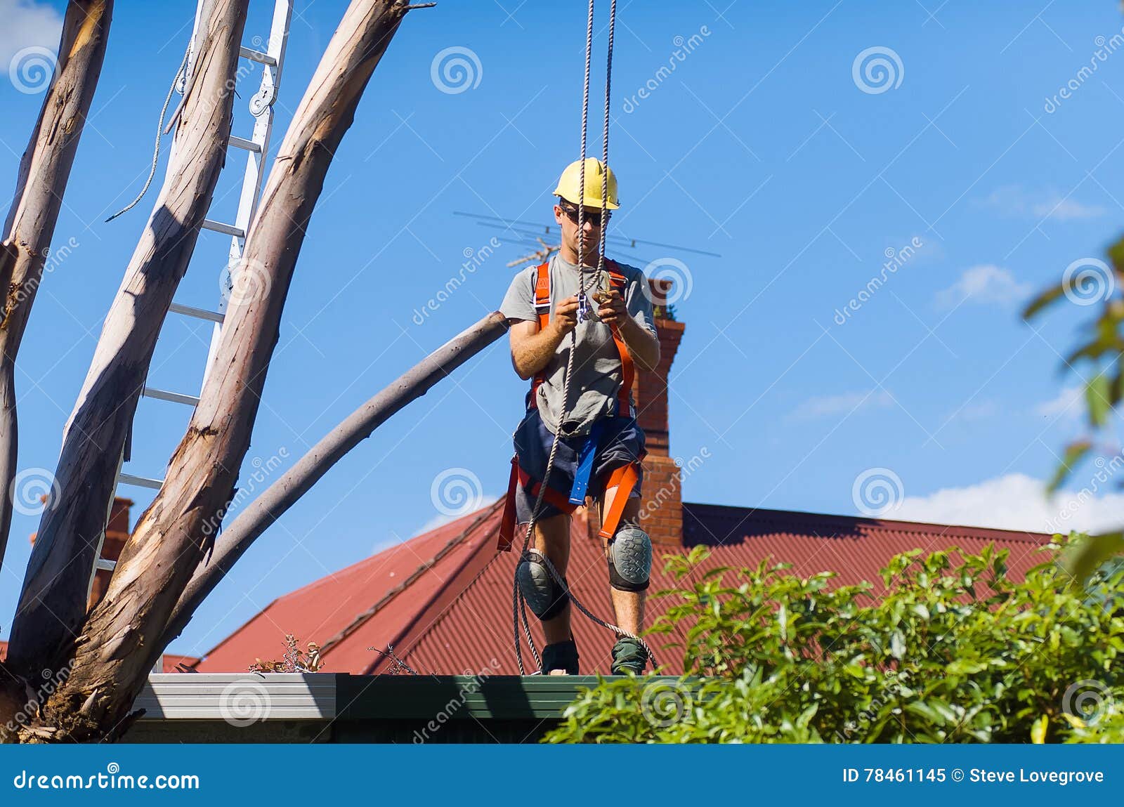 Tree Feller at work stock image. Image of feller, rope - 78461145