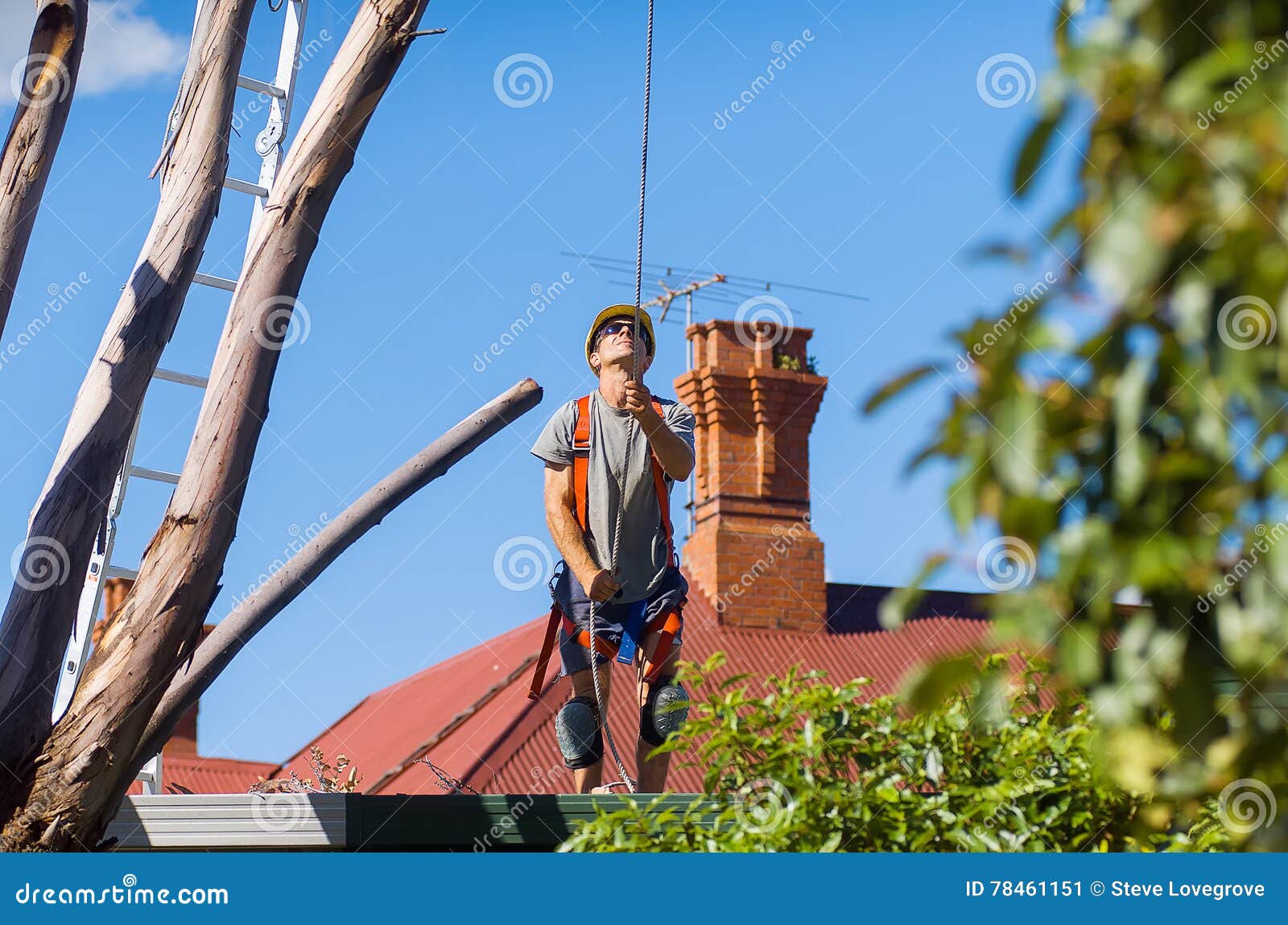 Tree Feller at work stock image. Image of industrial - 78461151