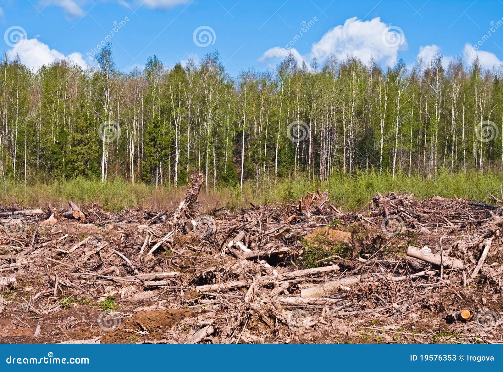 Tree felling stock image. Image of destroy, nature, forest - 19576353