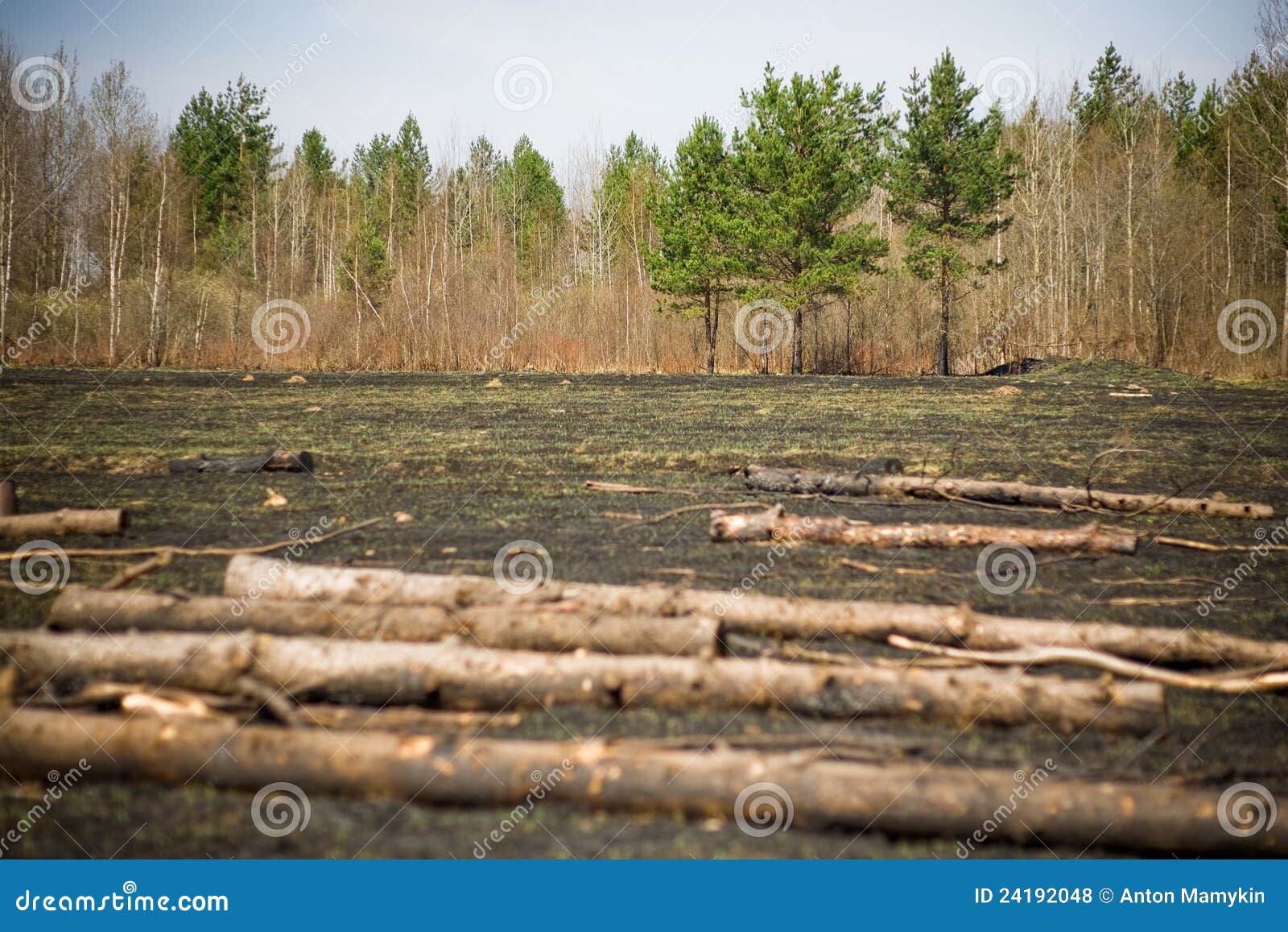 Tree felling stock photo. Image of nature, damage, global - 24192048