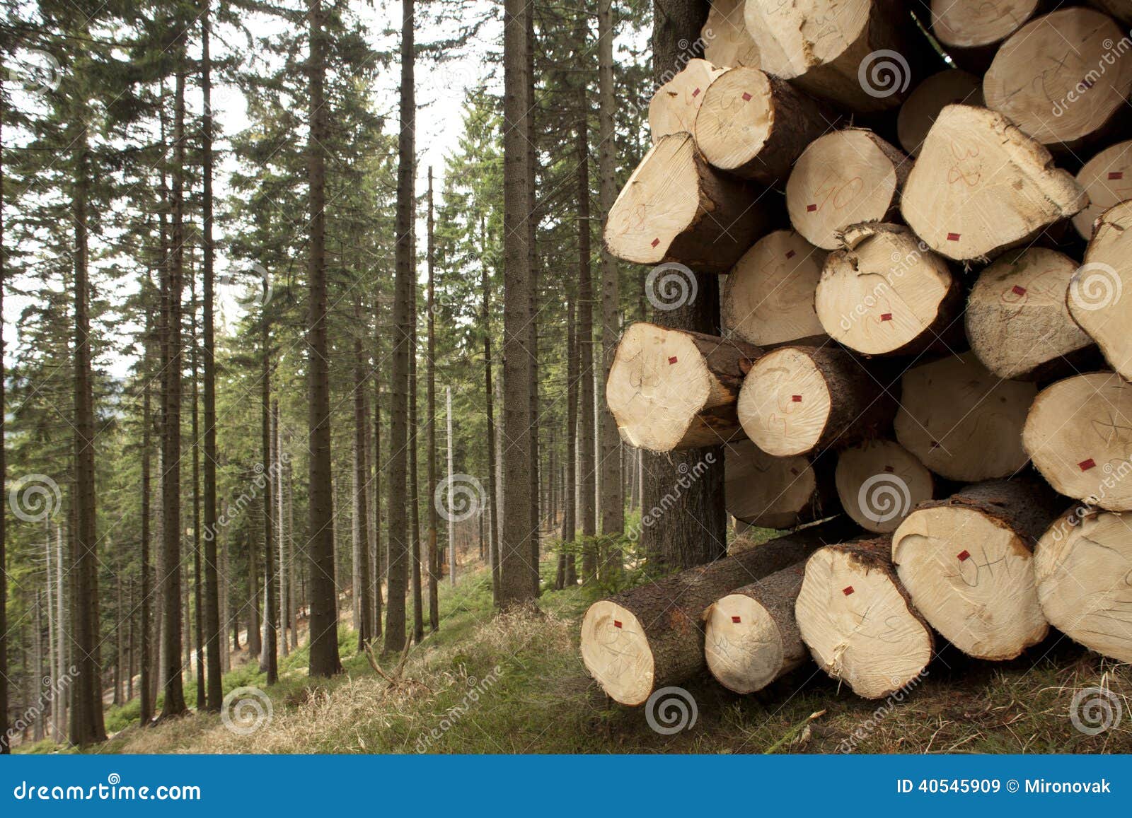 Tree felling stock image. Image of nature, forestry, felling - 40545909