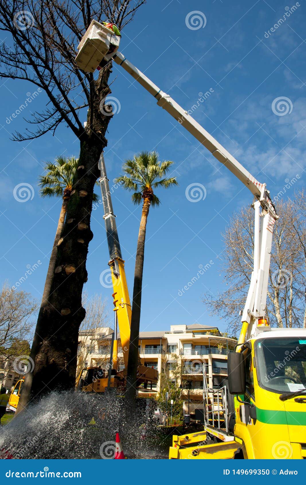 Tree Felling stock photo. Image of platform, logging - 149699350