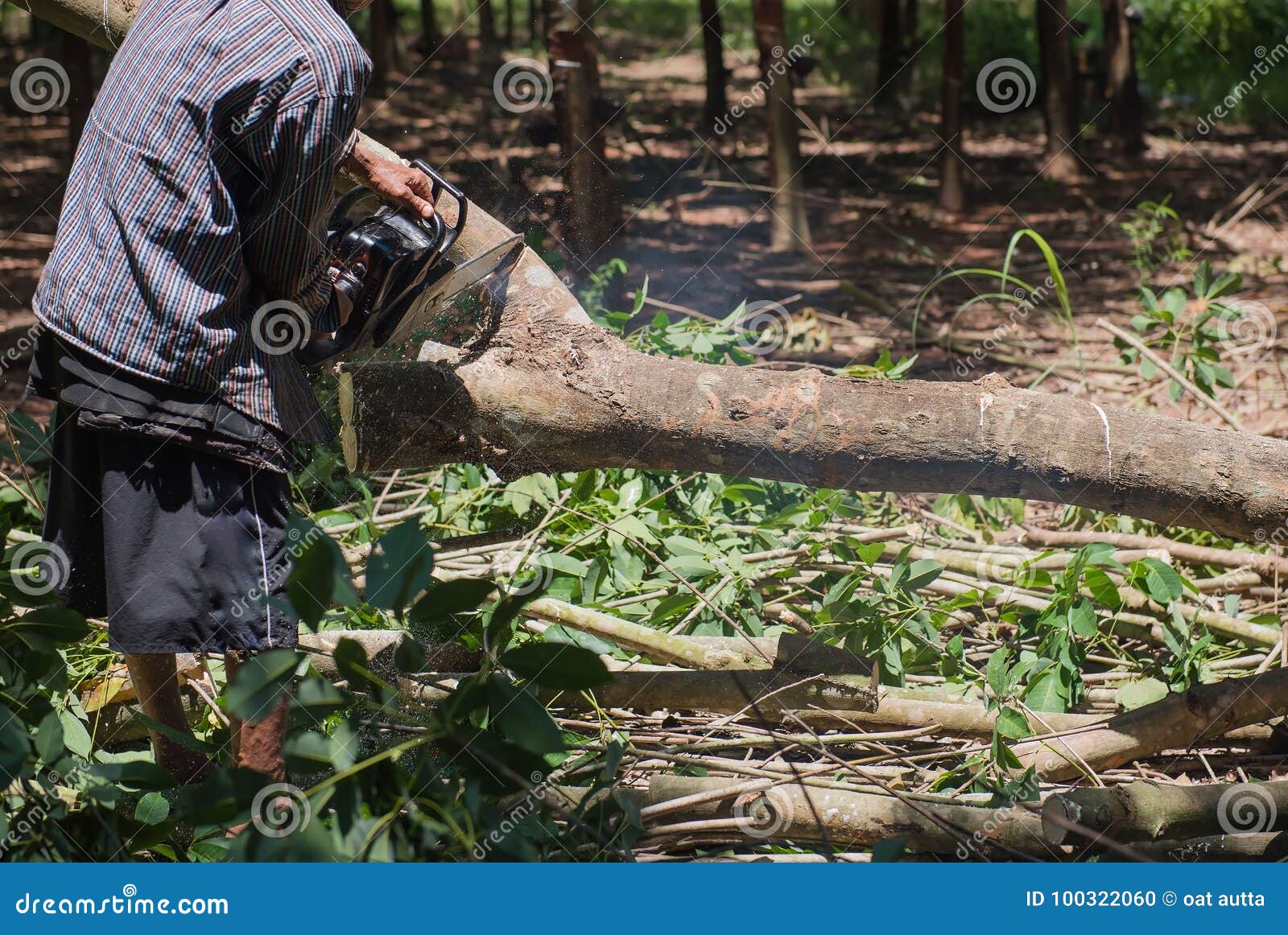 Tree Felling by Chain Saw , Professional Cuts Firewood Stock Photo ...