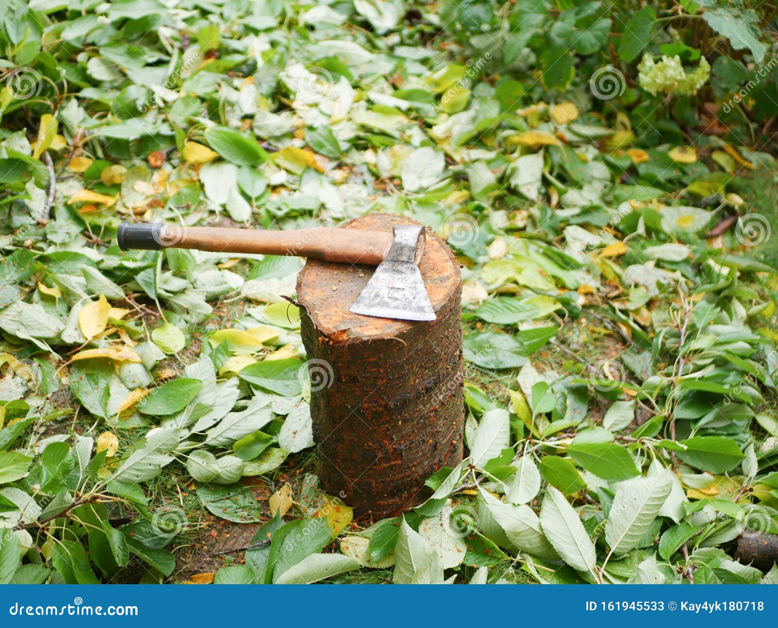 Tree Felling Concept. Deforestation Stock Image - Image of bark, forest ...