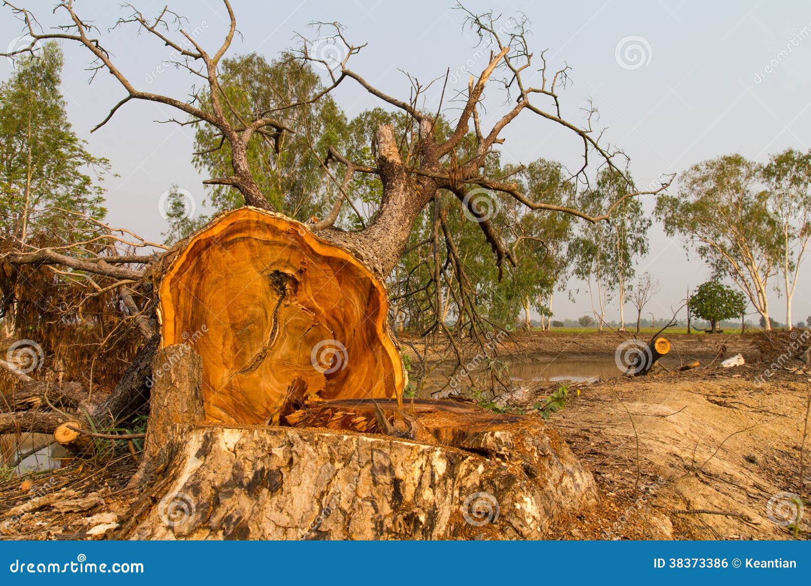 Tree felling cut. stock photo. Image of agriculture, industry - 38373386