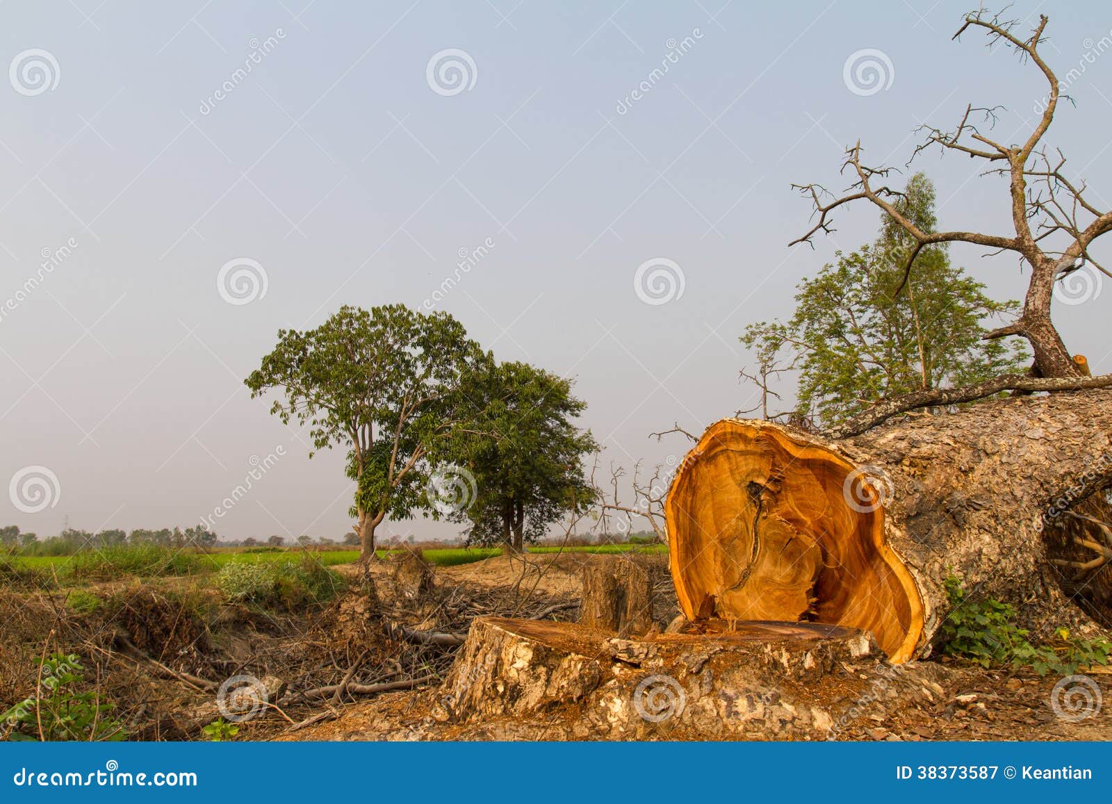 Tree felling cut. stock image. Image of lumber, outdoors - 38373587
