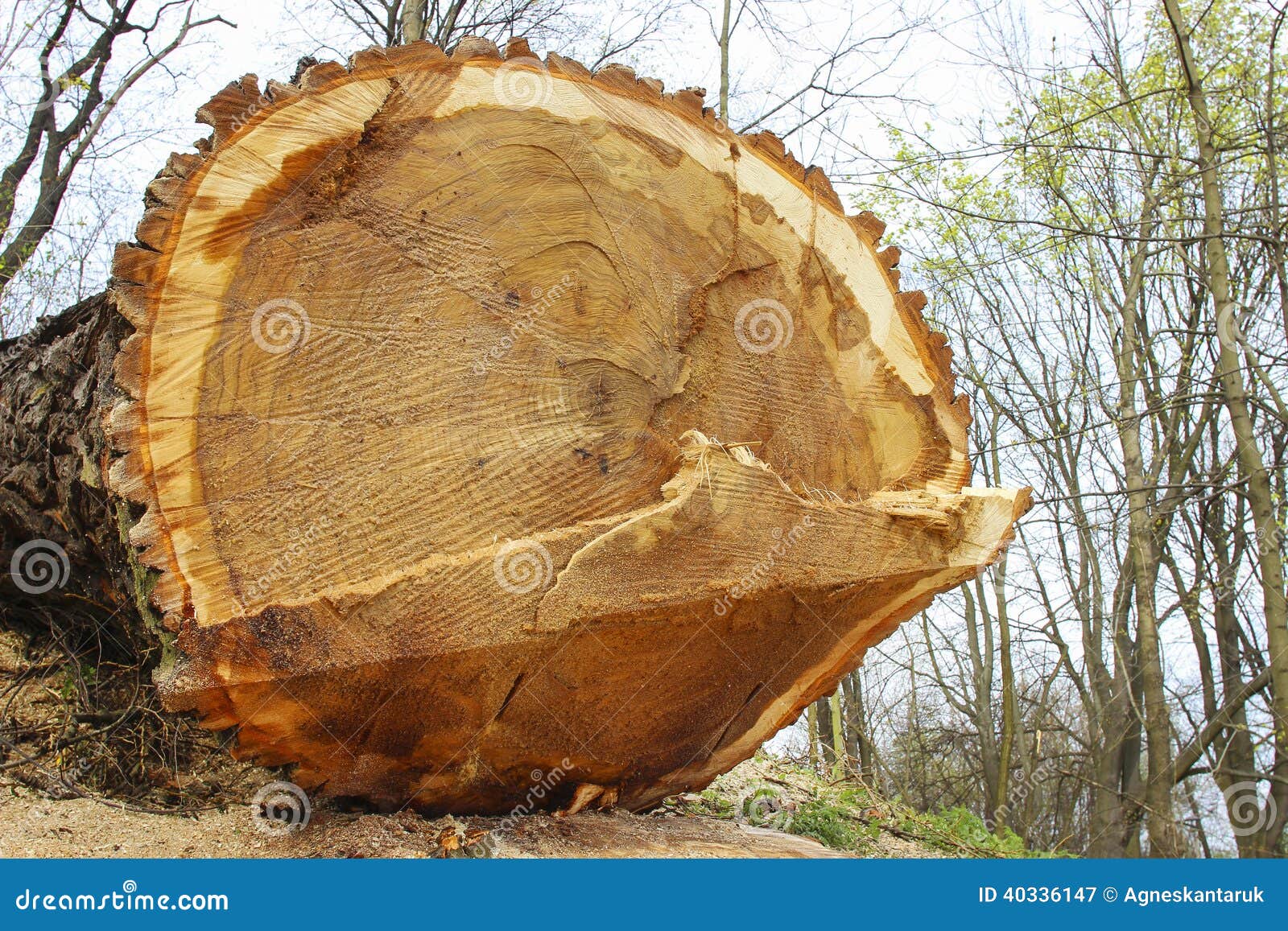 Tree felling stock image. Image of industry, destruction - 40336147