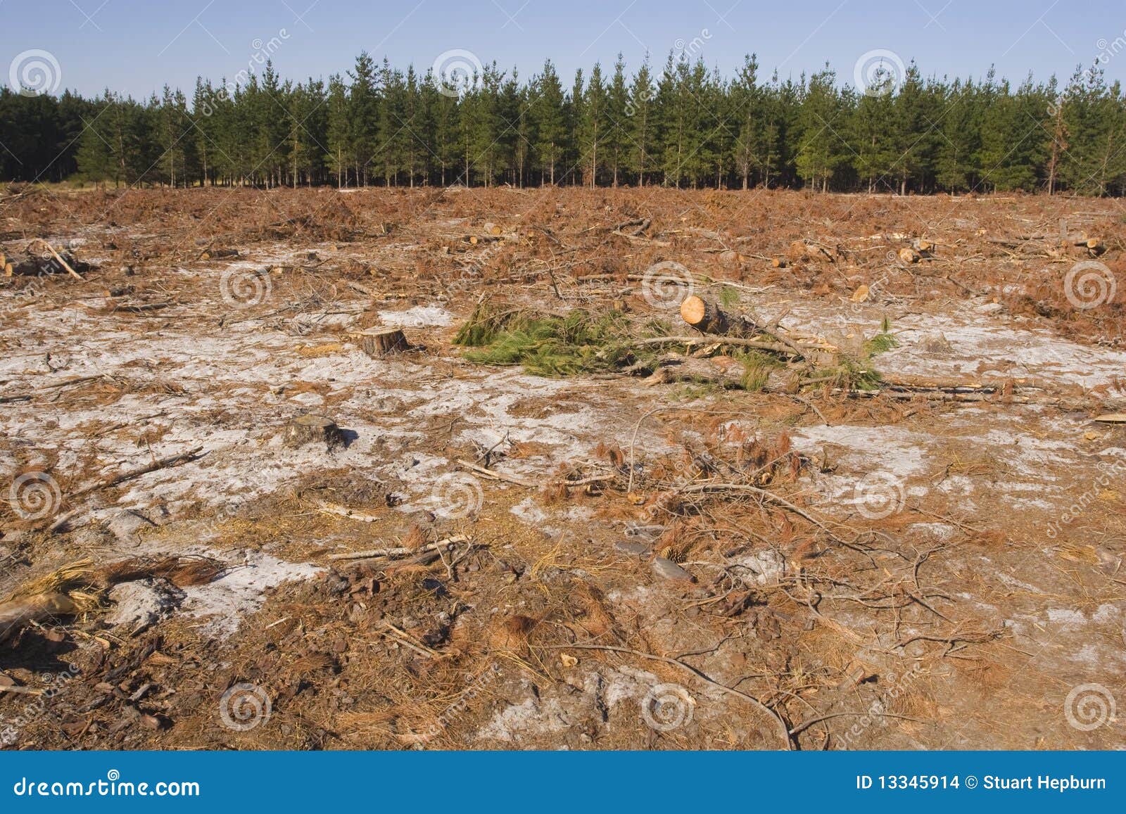 Tree felling in a forest stock photo. Image of climate - 13345914
