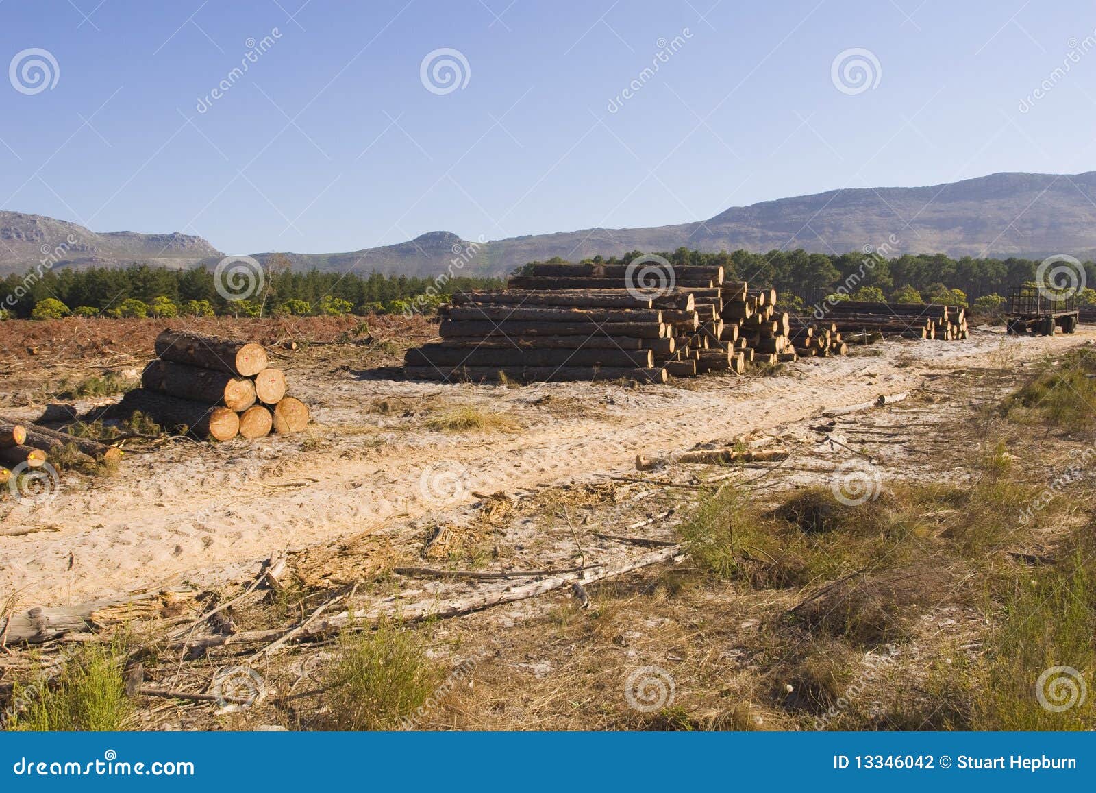 Tree felling in a forest stock photo. Image of detail - 13346042