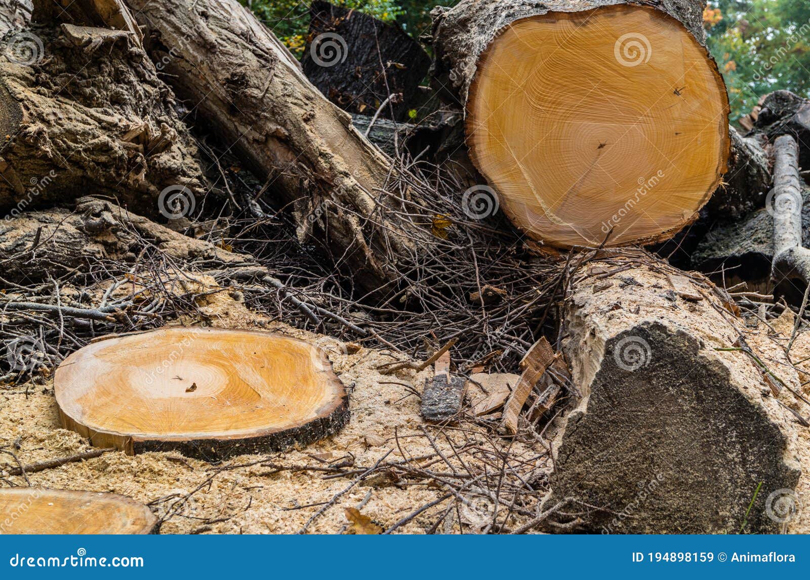 Tree felling in the forest stock image. Image of industry - 194898159